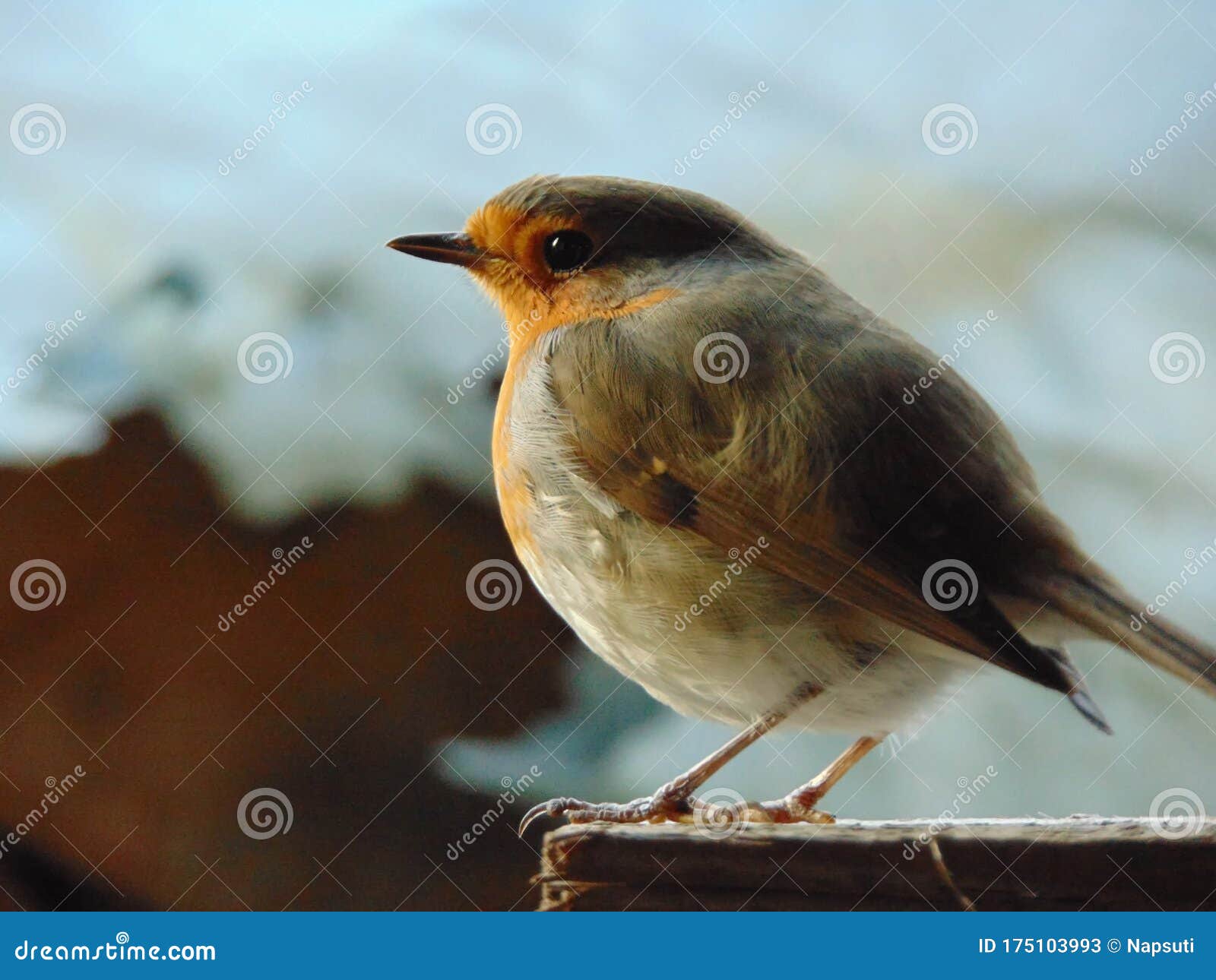 Colorful Robin Bird Sitting Stock Image - Image of lense, nature: 175103993