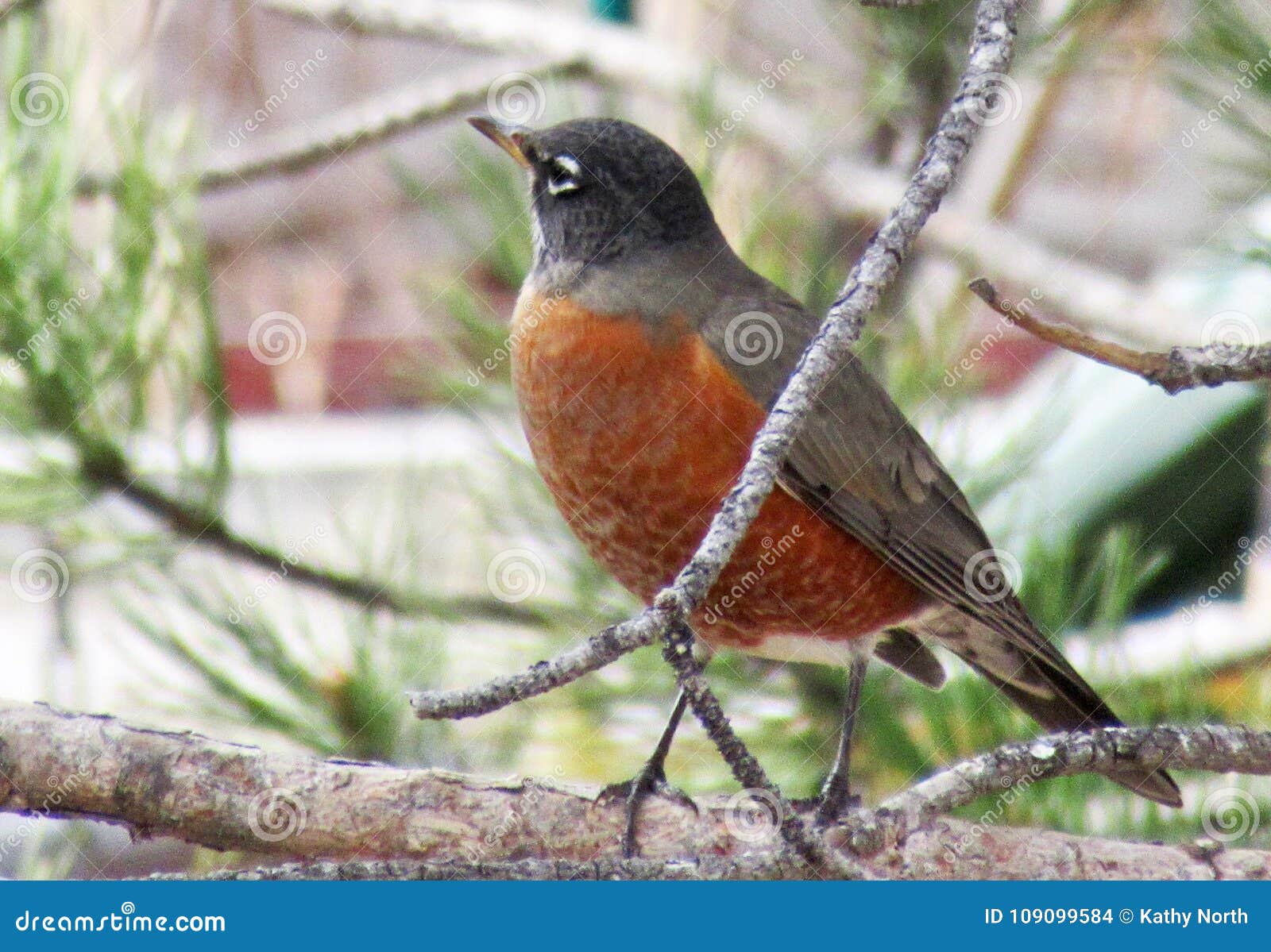 Robin Red Breast on Tree in Spring Stock Photo - Image of beak, branch ...