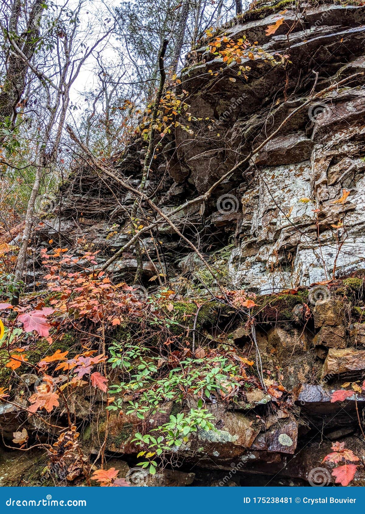 Colorful Rock Cliff stock image. Image of leaves, cliff - 175238481