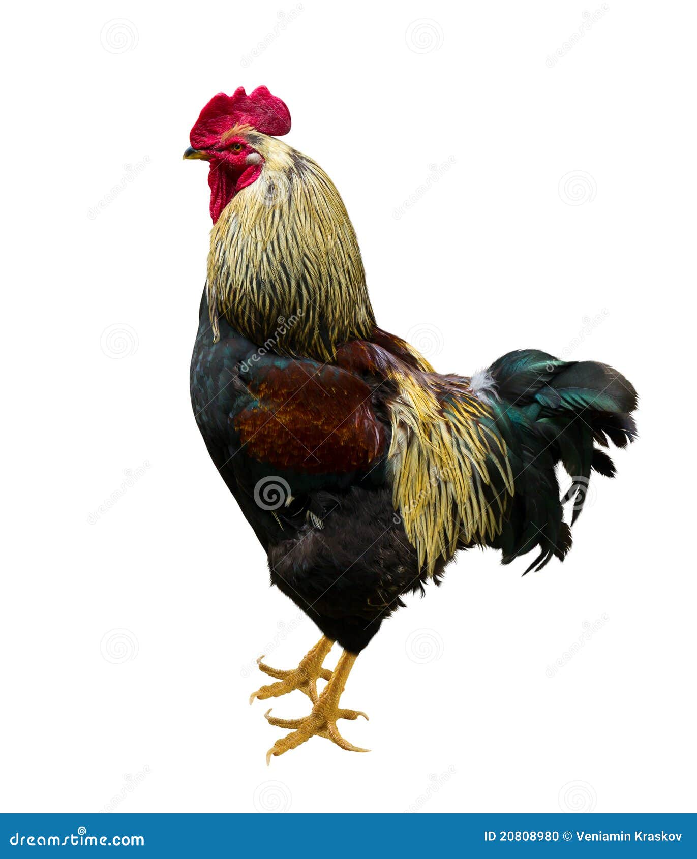 Colorful Rooster stock photo. Image of meat, livestock - 20808980