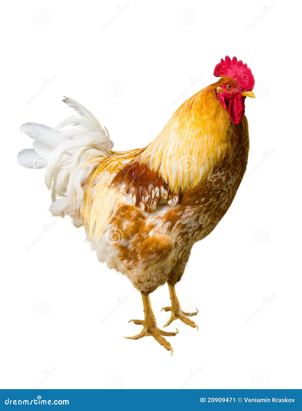 Colorful Rooster stock image. Image of feathers, cluck - 20909471