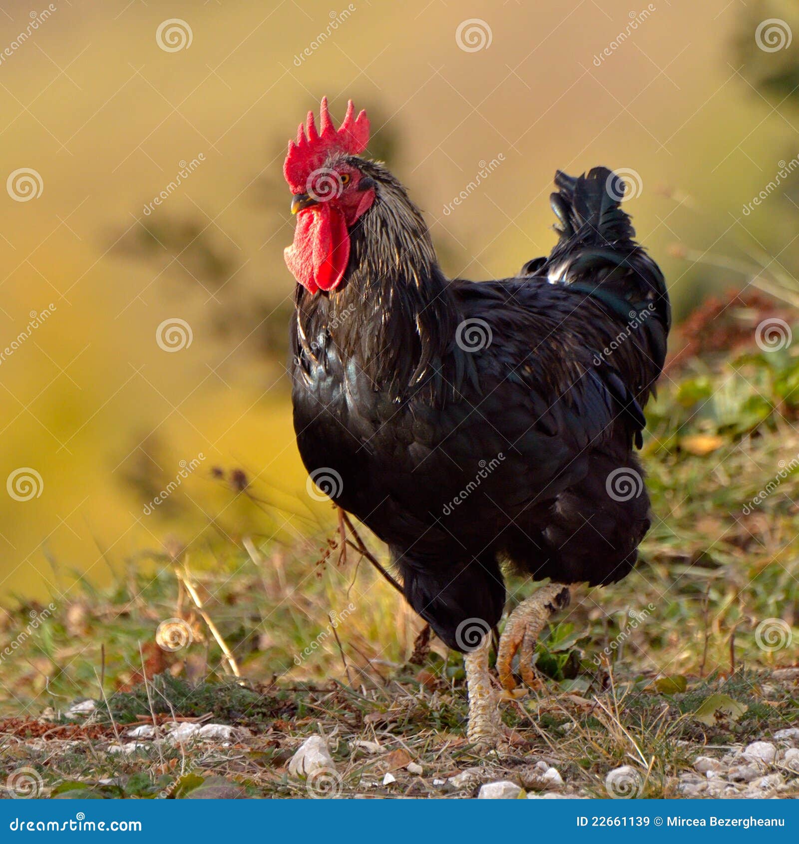 Colorful rooster stock image. Image of morning, crest - 22661139