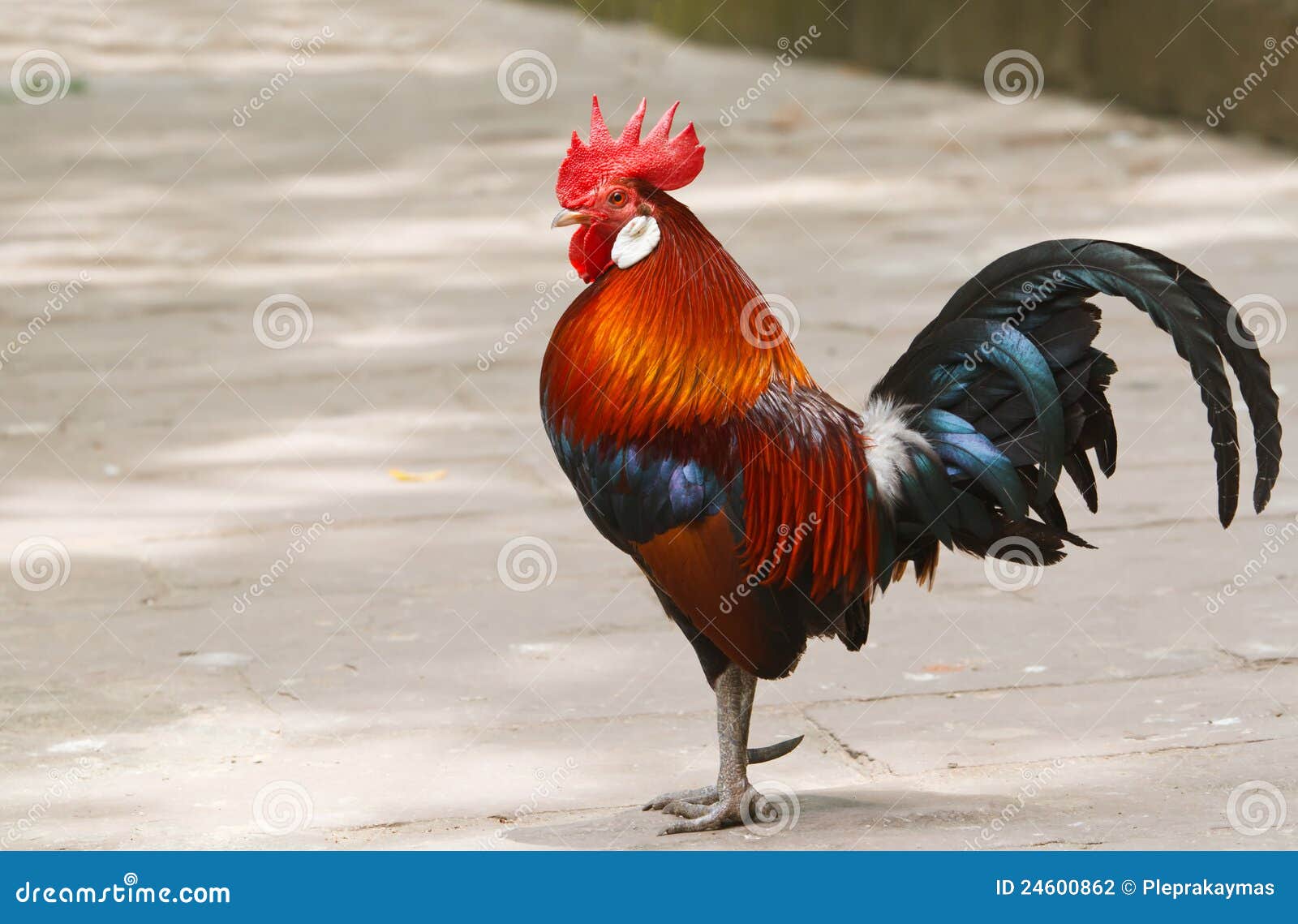 Colorful Rooster stock photo. Image of motley, bird, feathers - 24600862