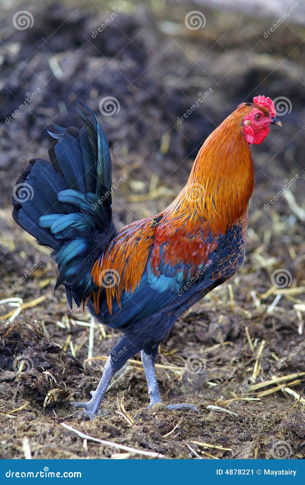 Colorful rooster stock image. Image of rooster, young - 4878221