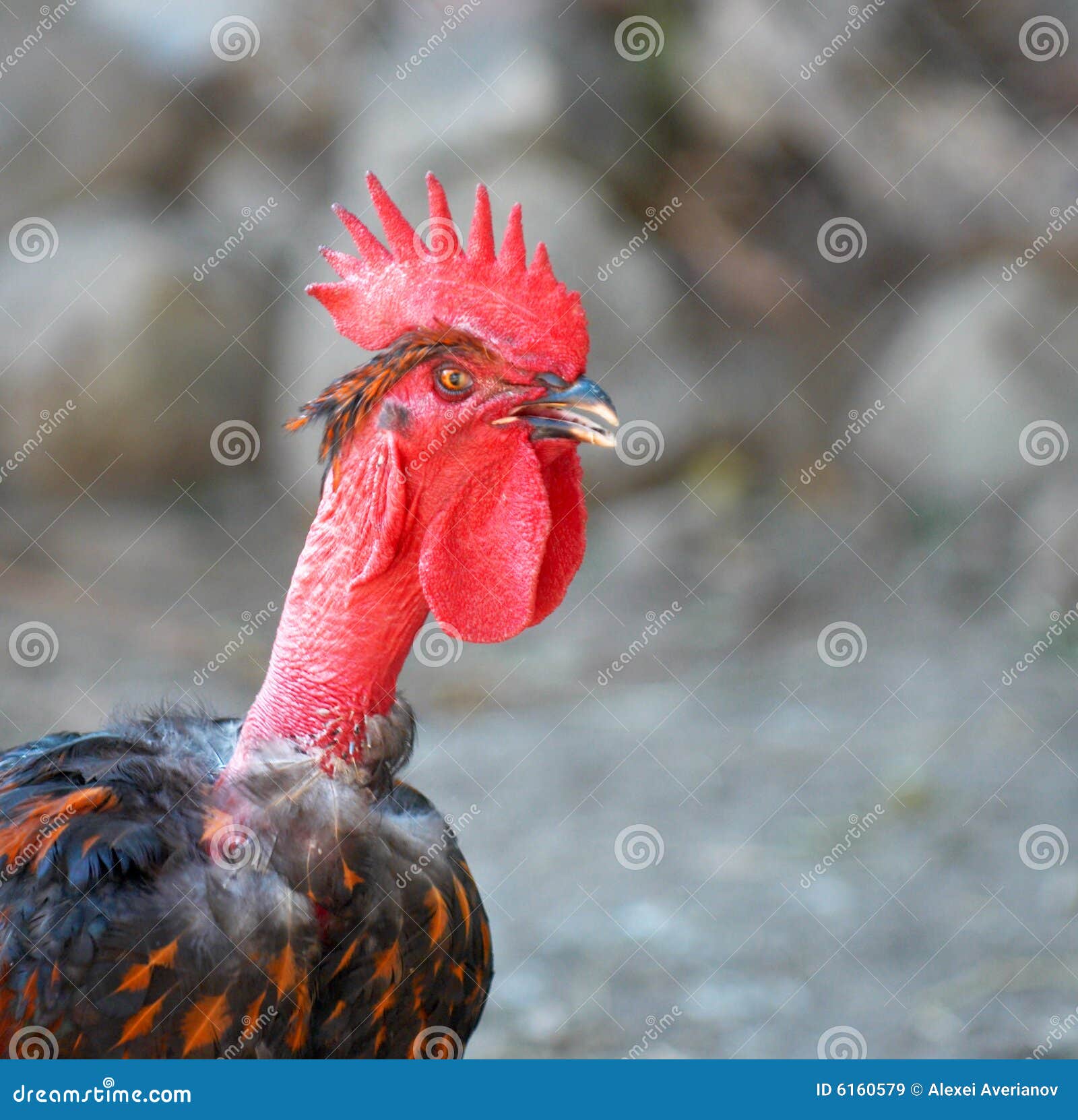 Colorful rooster stock image. Image of proud, fauna, cluck - 6160579
