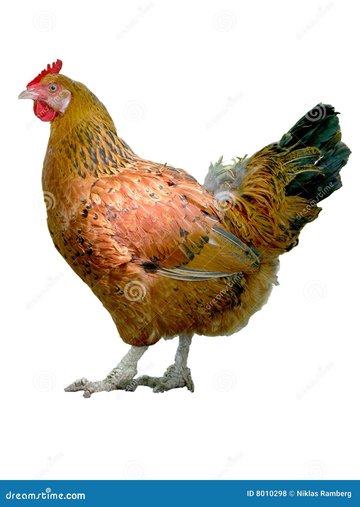 Colorful Rooster stock photo. Image of feather, cockerel - 8010298