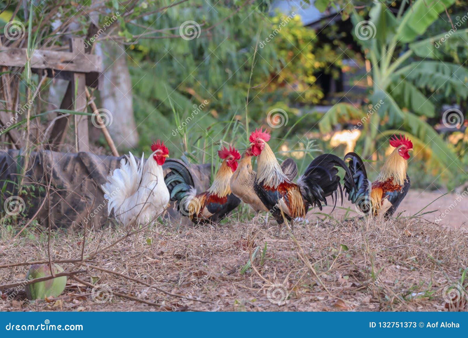 Colorful Rooster in the Backyard of Farm. Stock Image - Image of ...