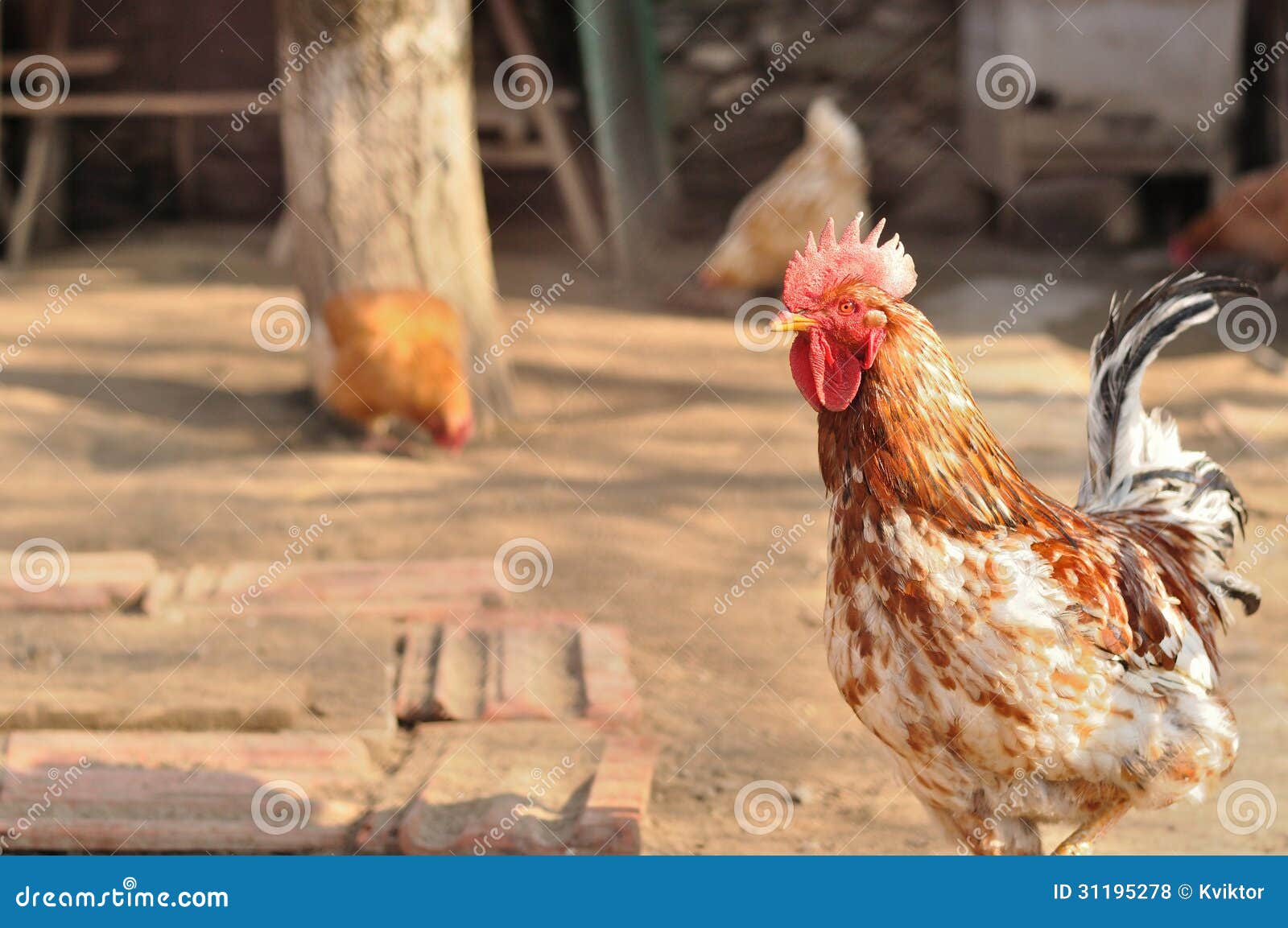 Colorful rooster stock photo. Image of agriculture, animal - 31195278