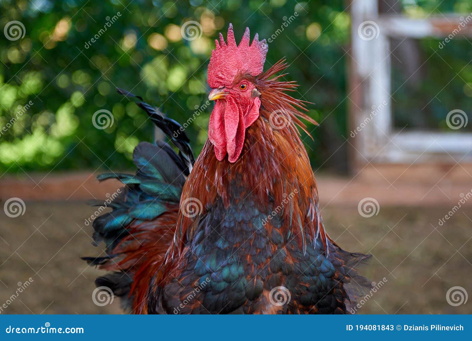 Colorful Rooster on the Farm Stock Image - Image of male, beak: 194081843