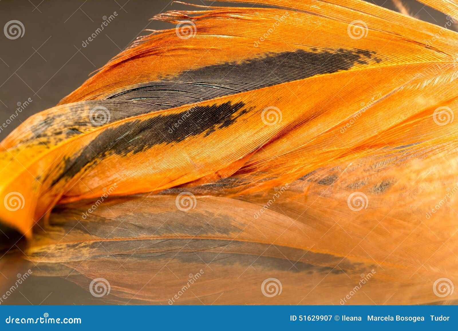Colorful Rooster Feather with Details Stock Image - Image of details ...