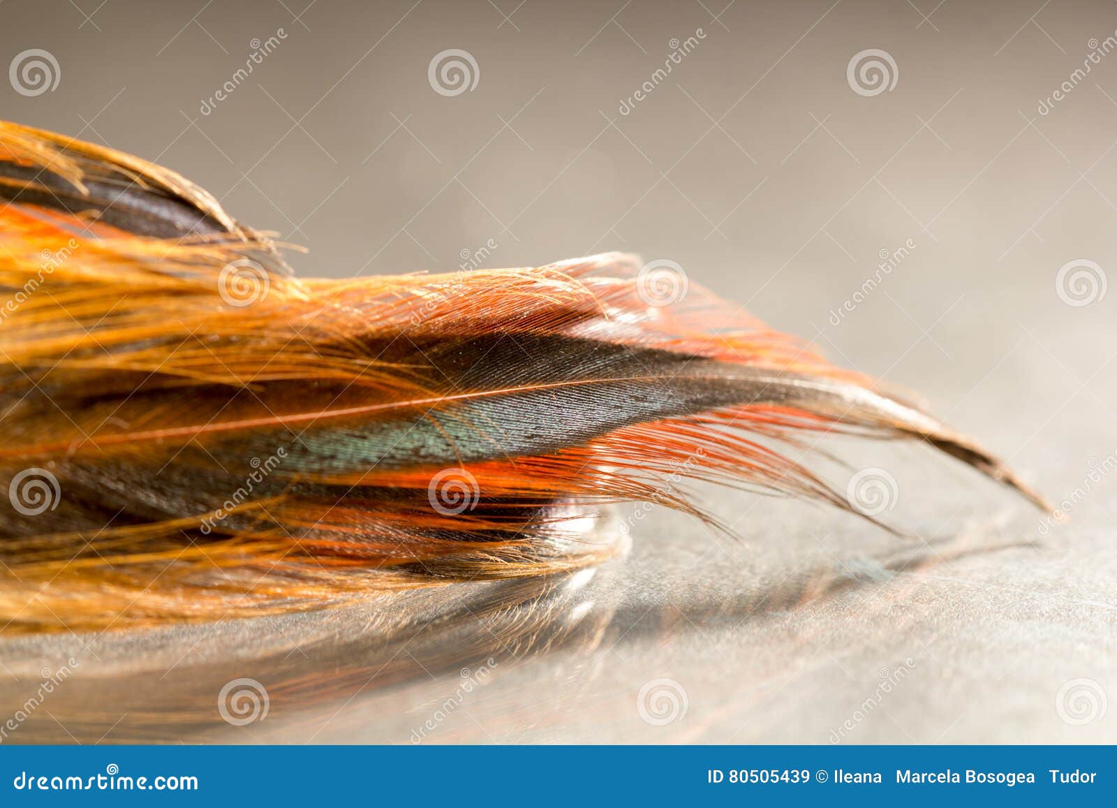 Colorful Rooster Feather with Details Stock Image - Image of pattern ...