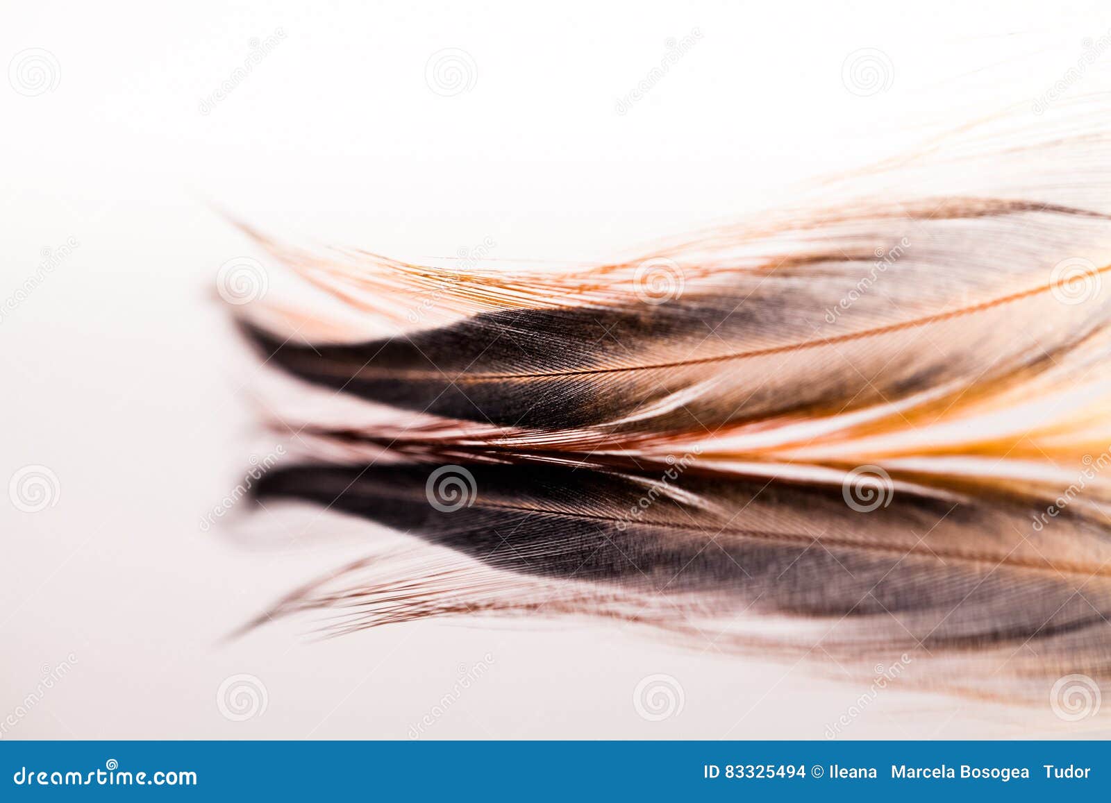 Colorful Rooster Feather with Details Stock Photo - Image of animal ...