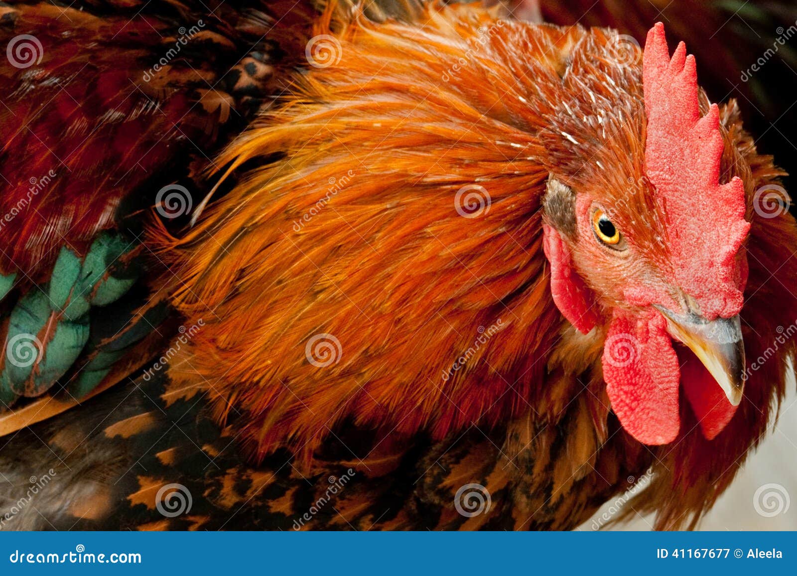 Colorful Rooster stock image. Image of angry, livestock - 41167677