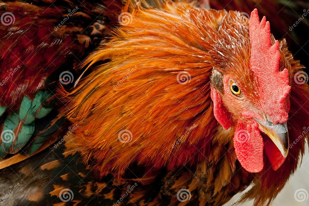 Colorful Rooster stock image. Image of angry, livestock - 41167677