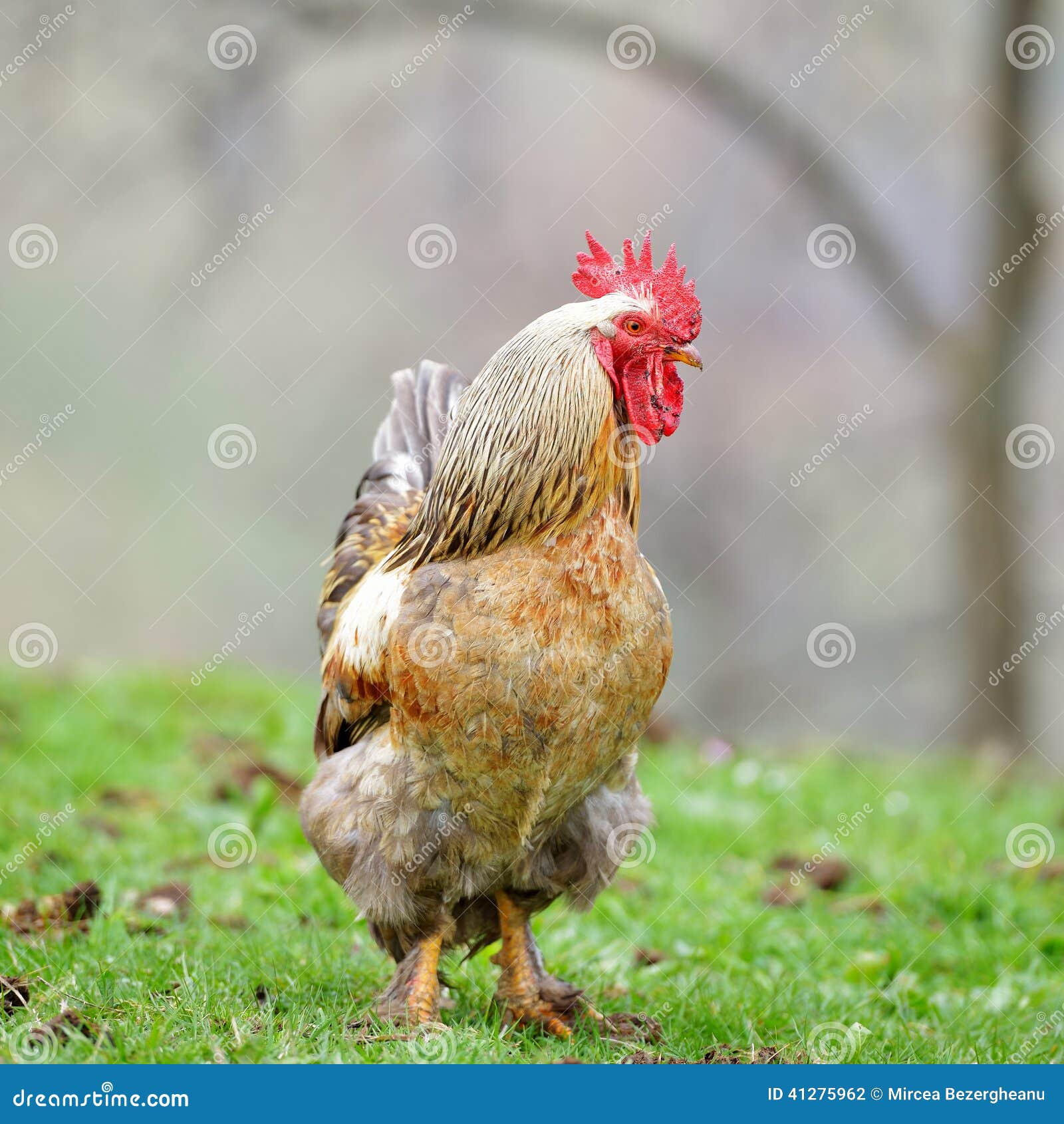 Colorful rooster on field stock photo. Image of domestic - 41275962