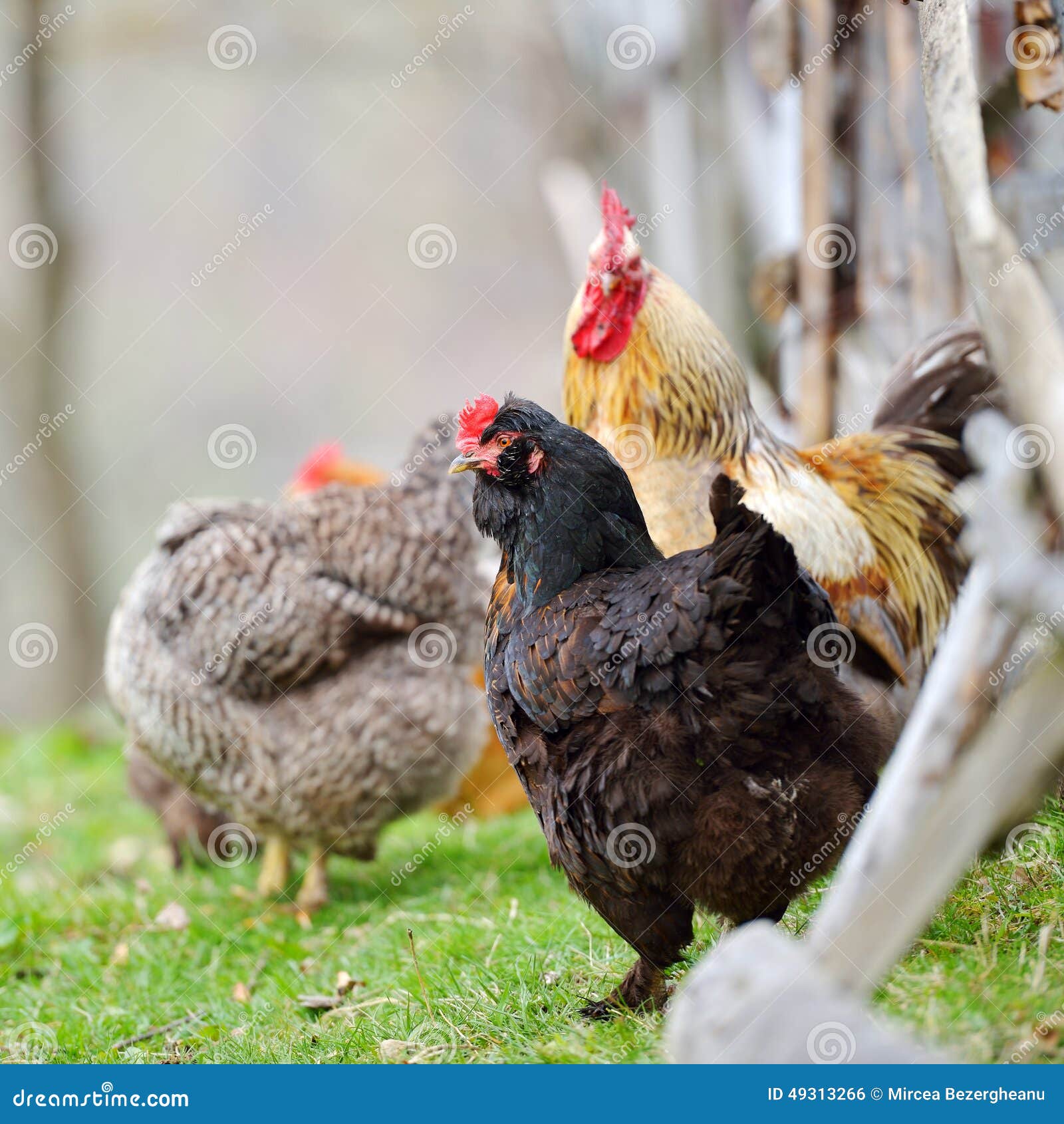 Colorful Rooster on Field in Spring Stock Photo - Image of cluck ...