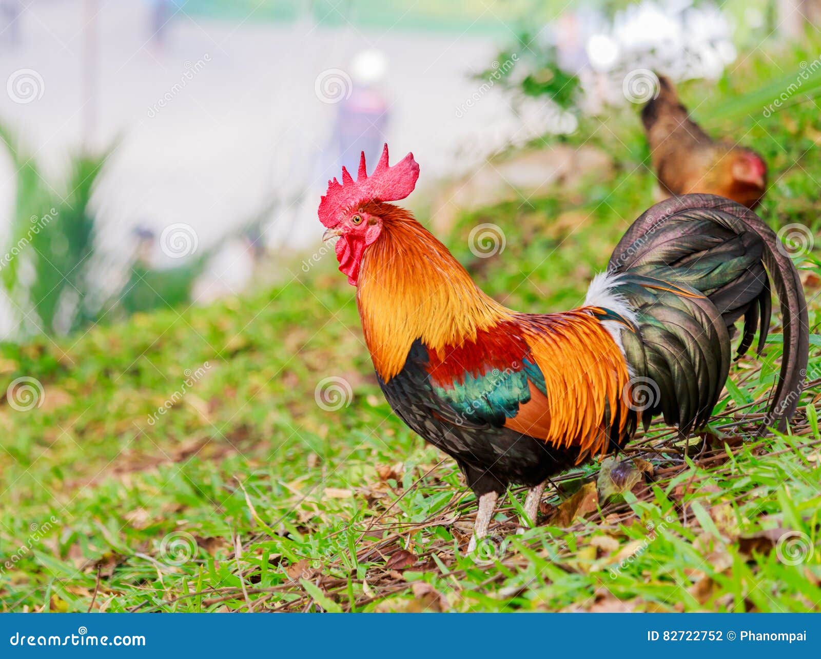 Colorful Rooster On Green Nature Background Stock Photography ...