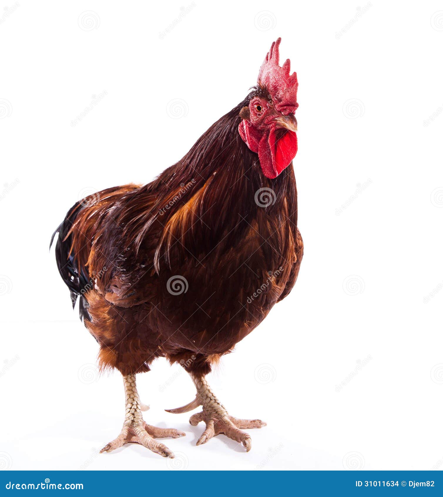 Colorful Rooster stock photo. Image of chick, livestock - 31011634