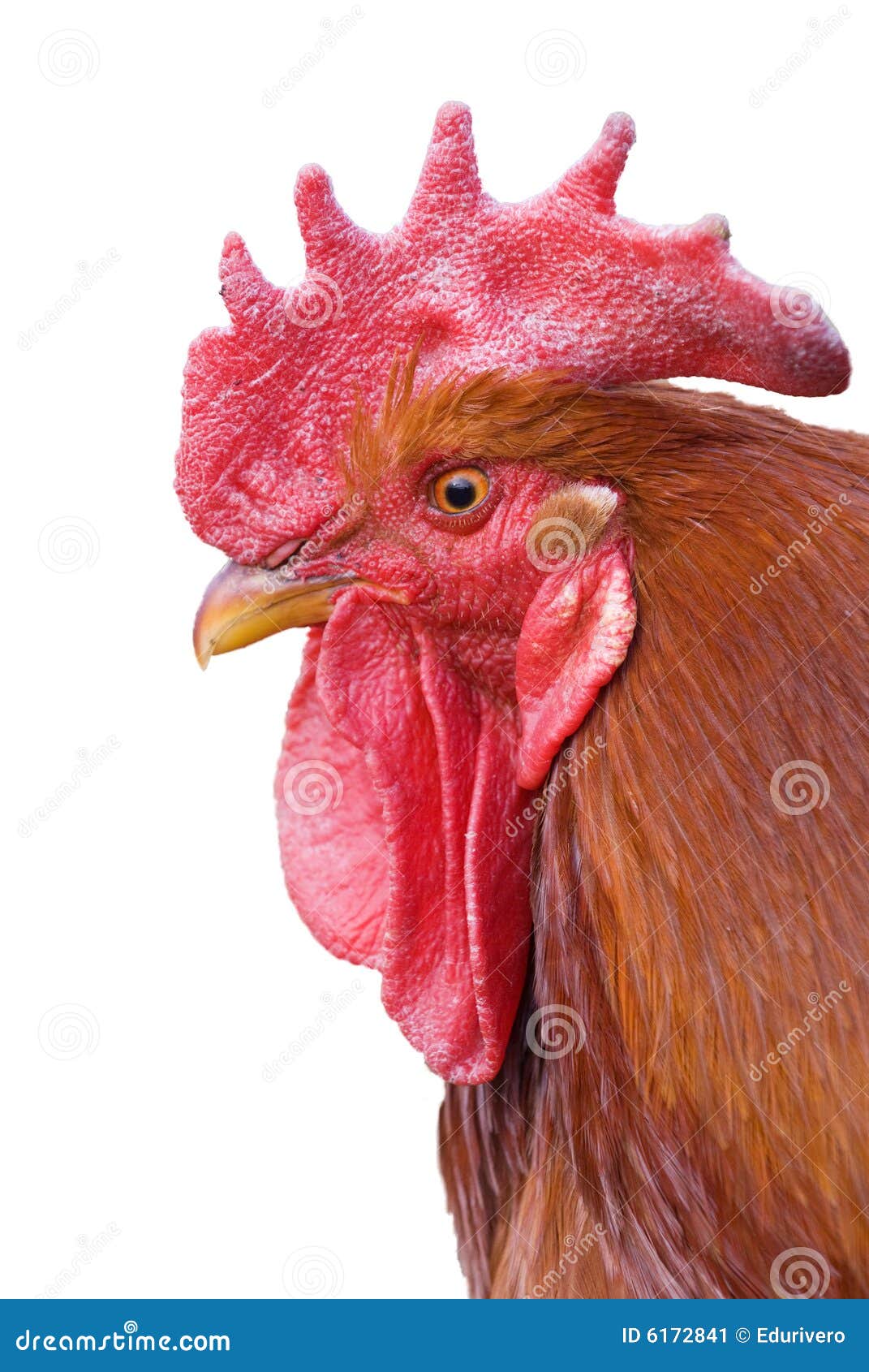 Colorful Rooster Isolated on White Stock Image - Image of domestic ...