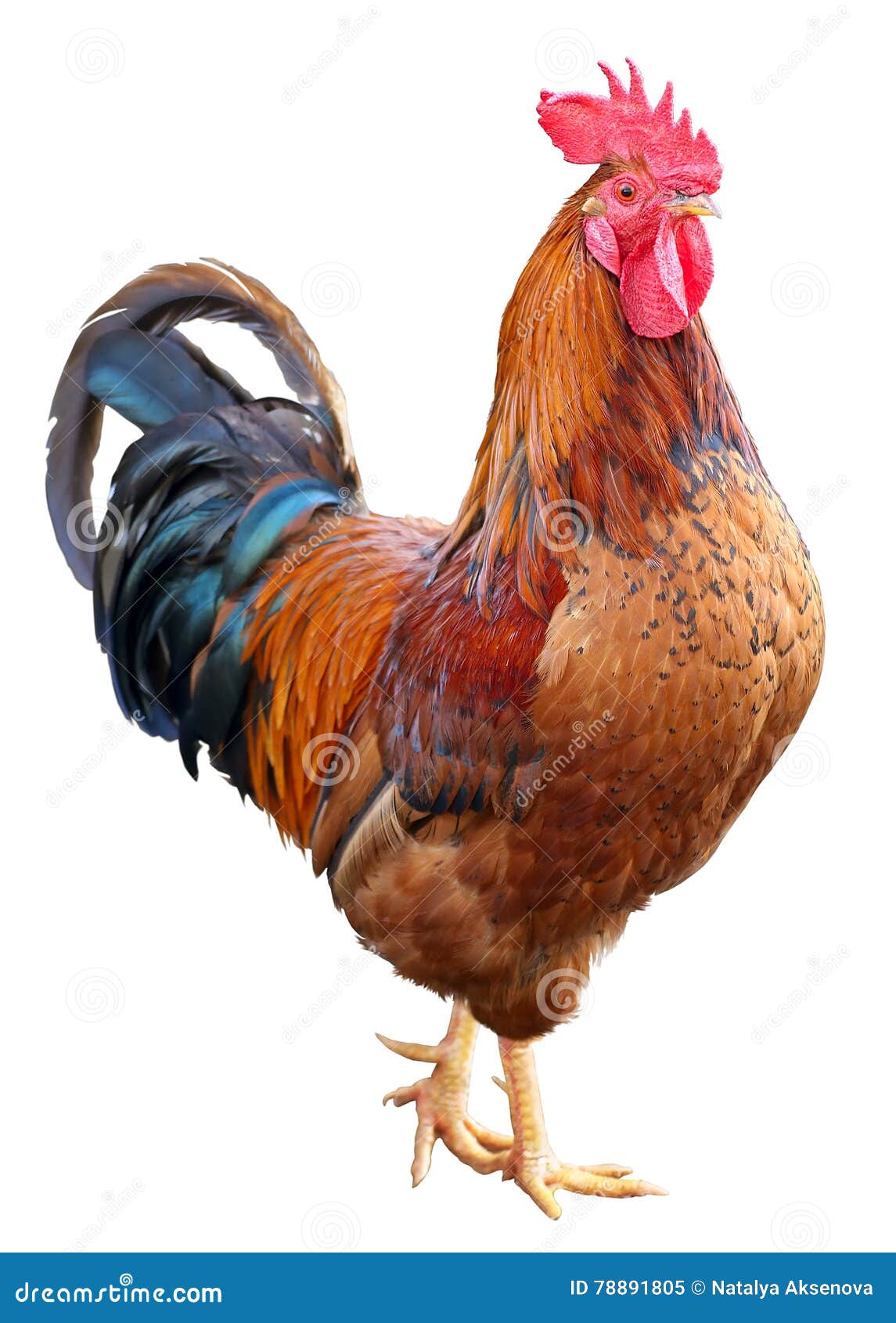 Colorful Rooster Isolated on White Background . Symbol 2017 Stock Image ...