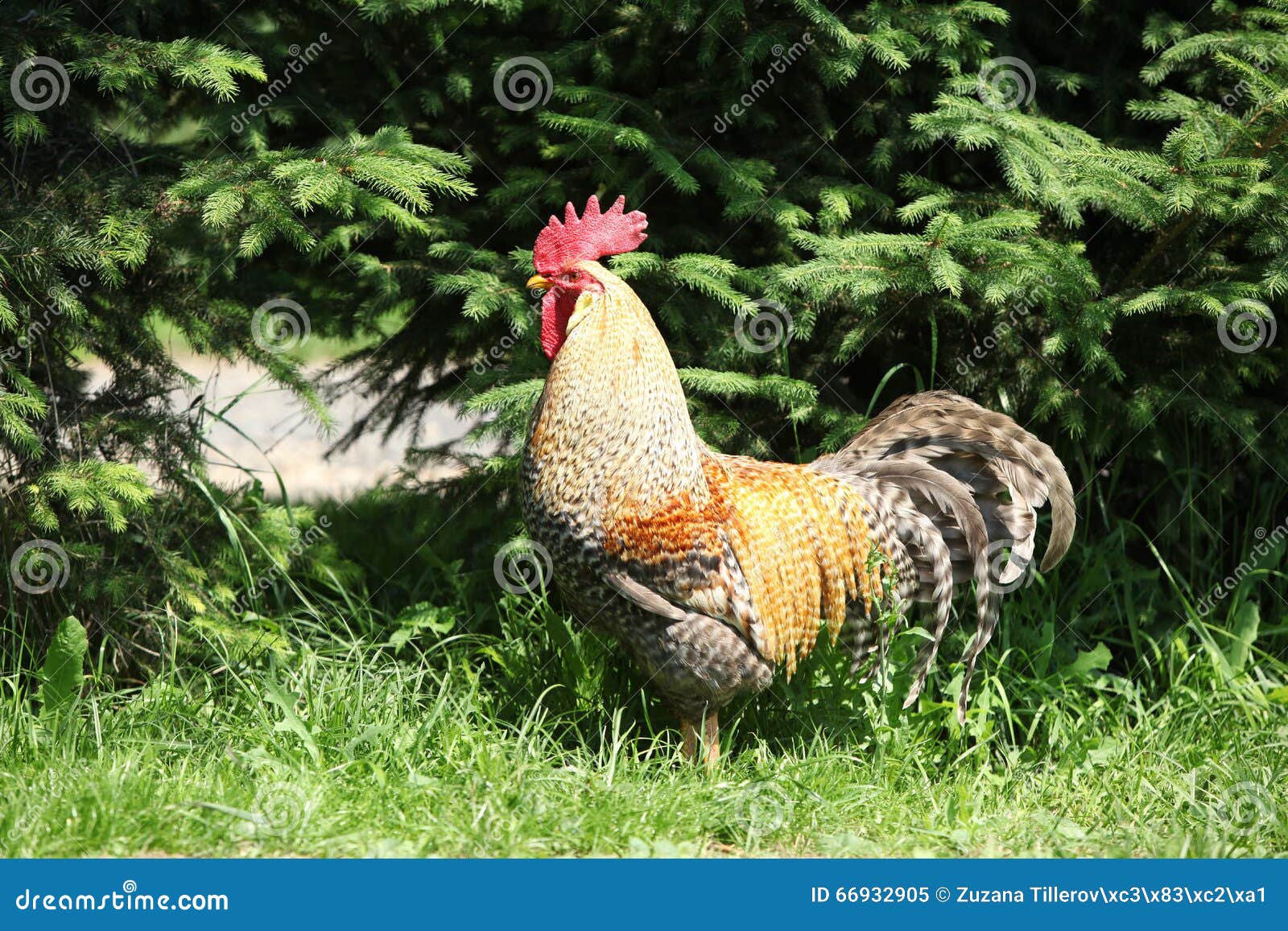 Colorful rooster in nature stock image. Image of dominant - 66932905