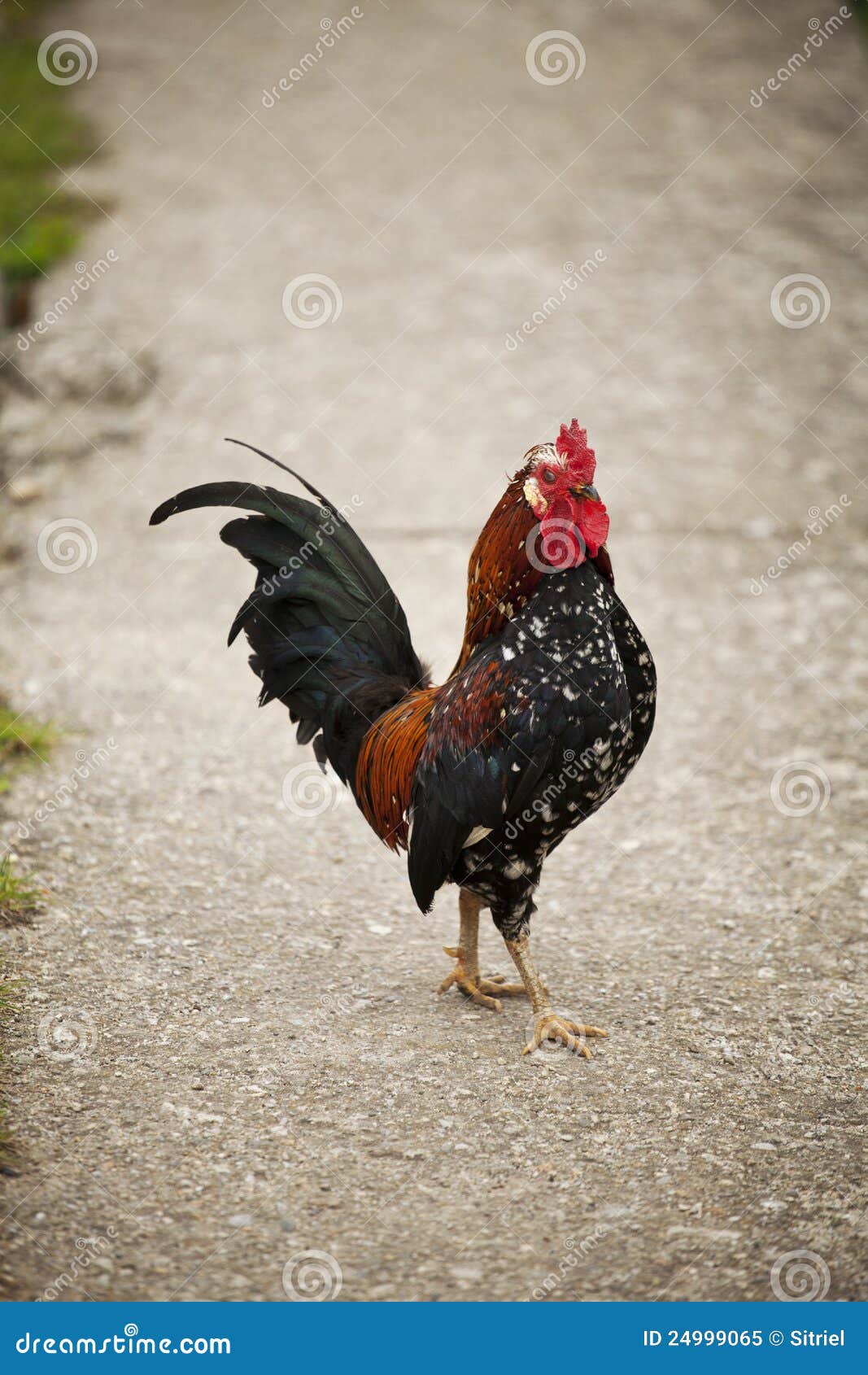 Colorful rooster portrait stock image. Image of rooster - 24999065
