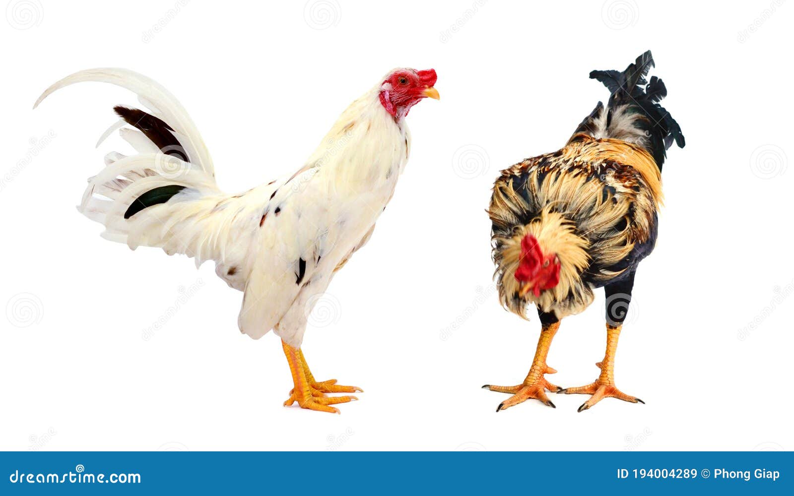 Rooster. stock image. Image of view, domestic, motley - 194004289