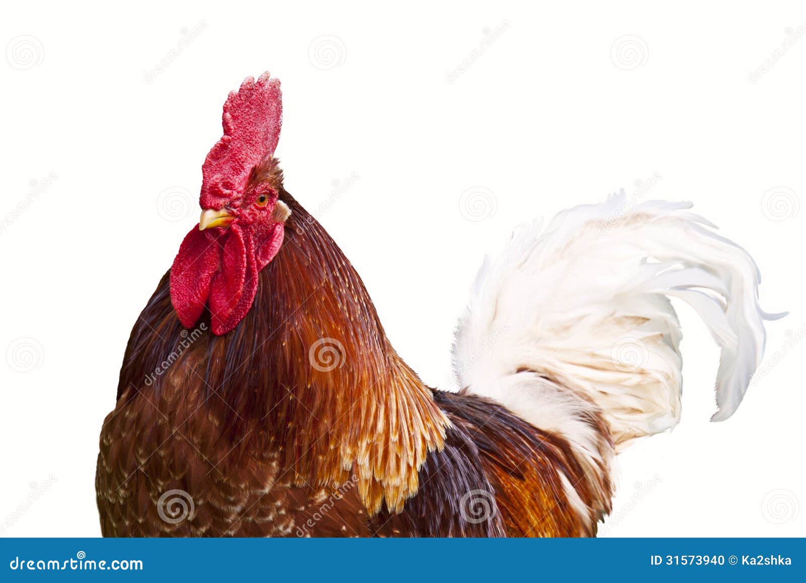 Colorful Rooster stock photo. Image of space, poultry - 31573940