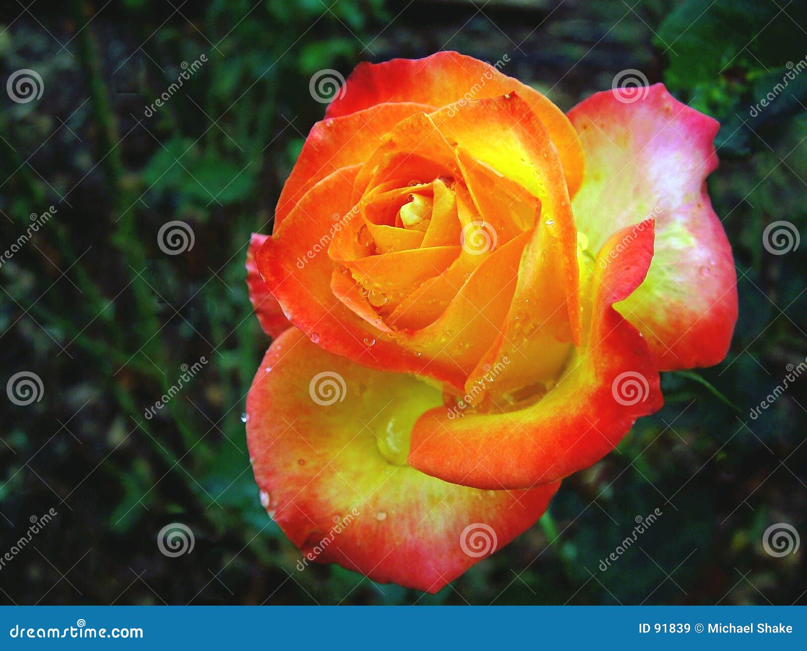Colorful Rose stock image. Image of yellow, plant, fresh - 91839
