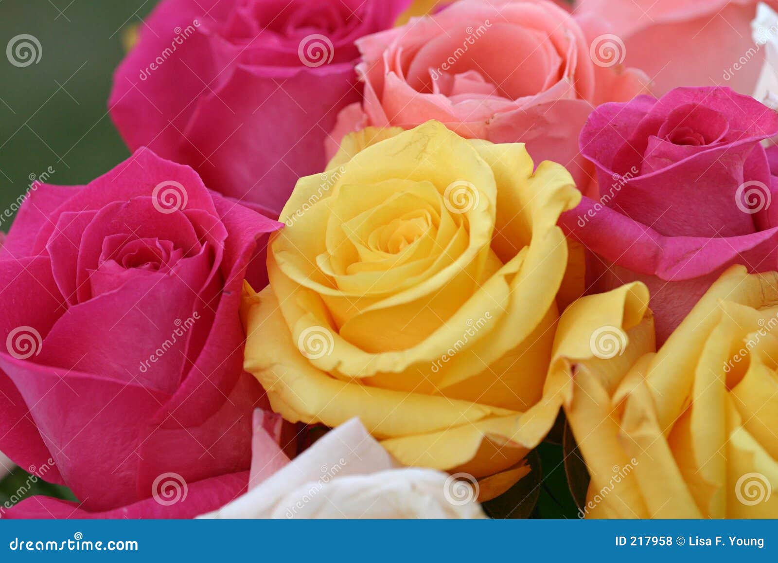 Colorful Rose Background stock photo. Image of bunch, growing - 217958