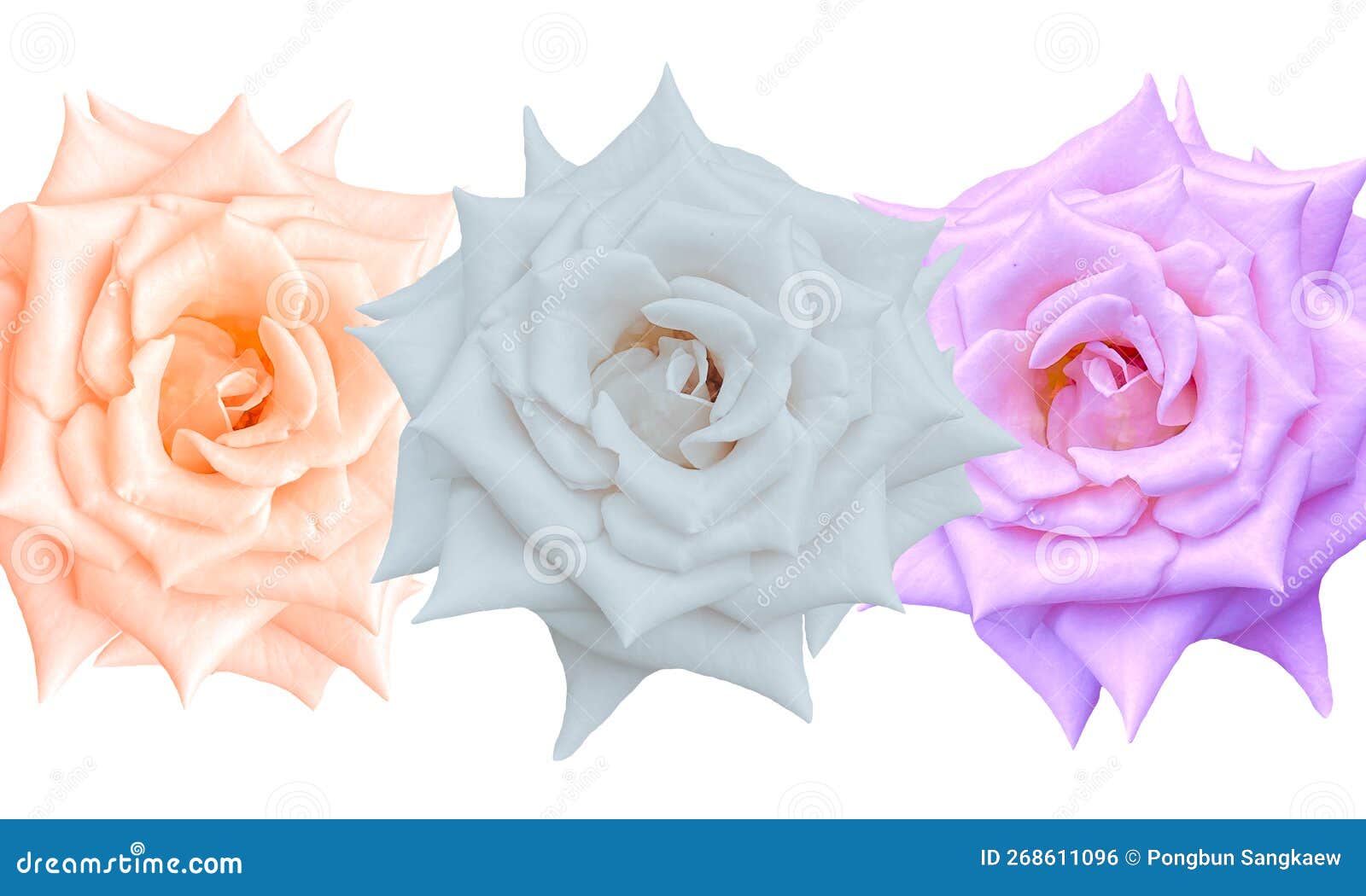 Colorful Rose Banner Background Stock Photo - Image of anniversary ...