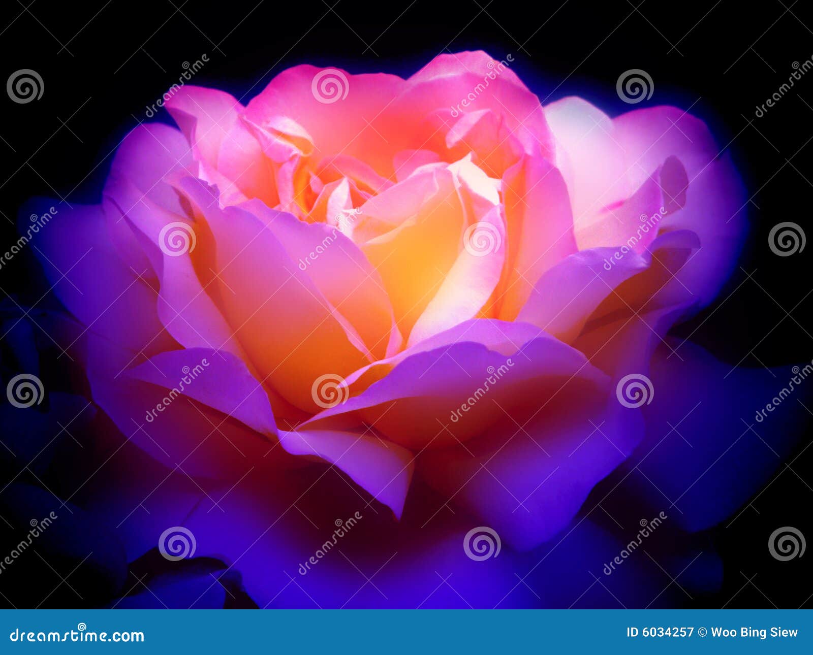 Colorful rose in the dark stock image. Image of lighting - 6034257