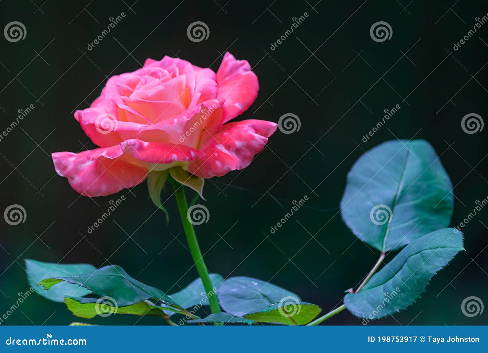 Colorful Rose in Full Bloom in Late Spring Stock Image - Image of love ...