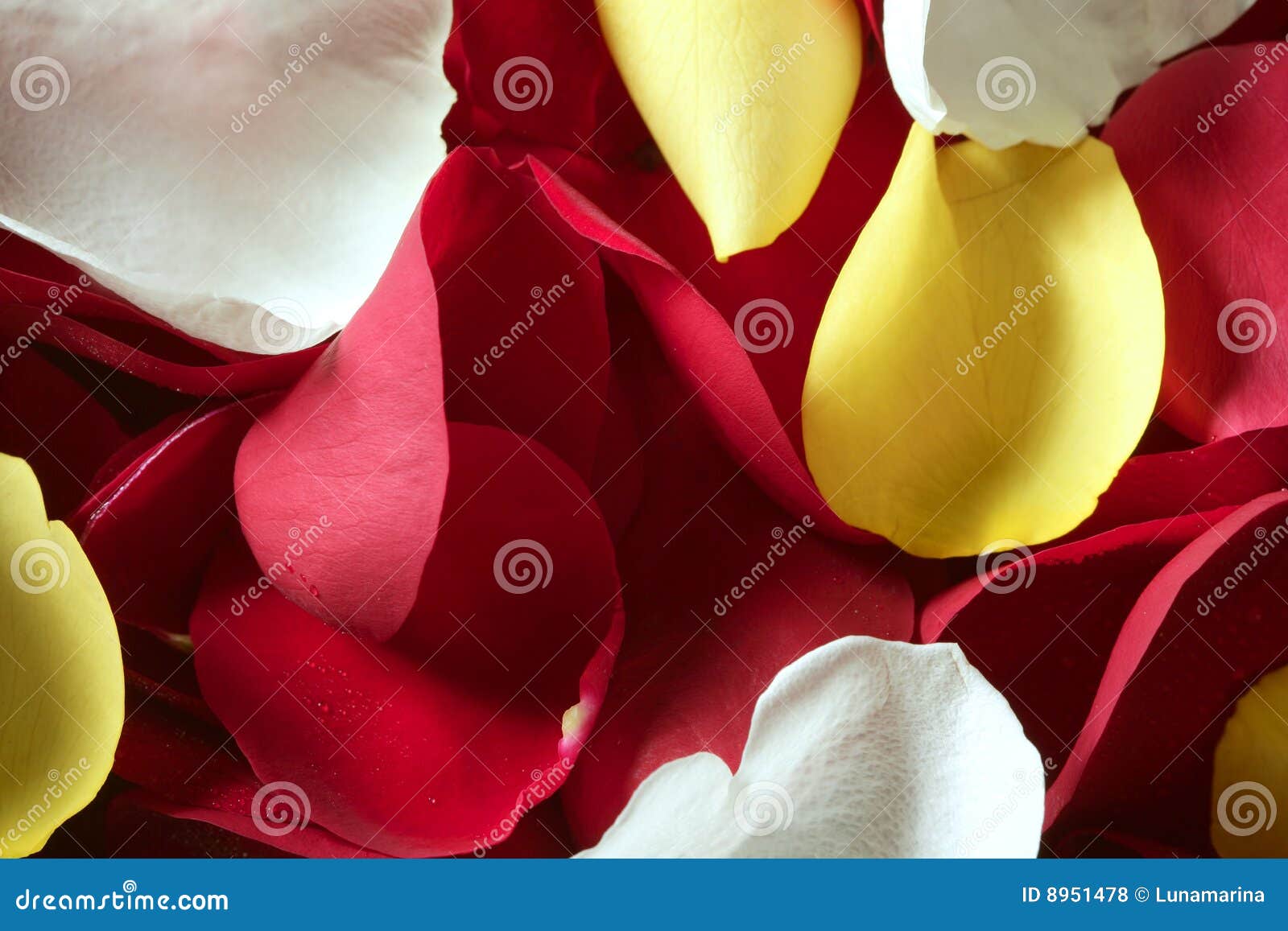 Colorful Rose Petal Pattern Wallpaper Texture Stock Photo - Image of ...