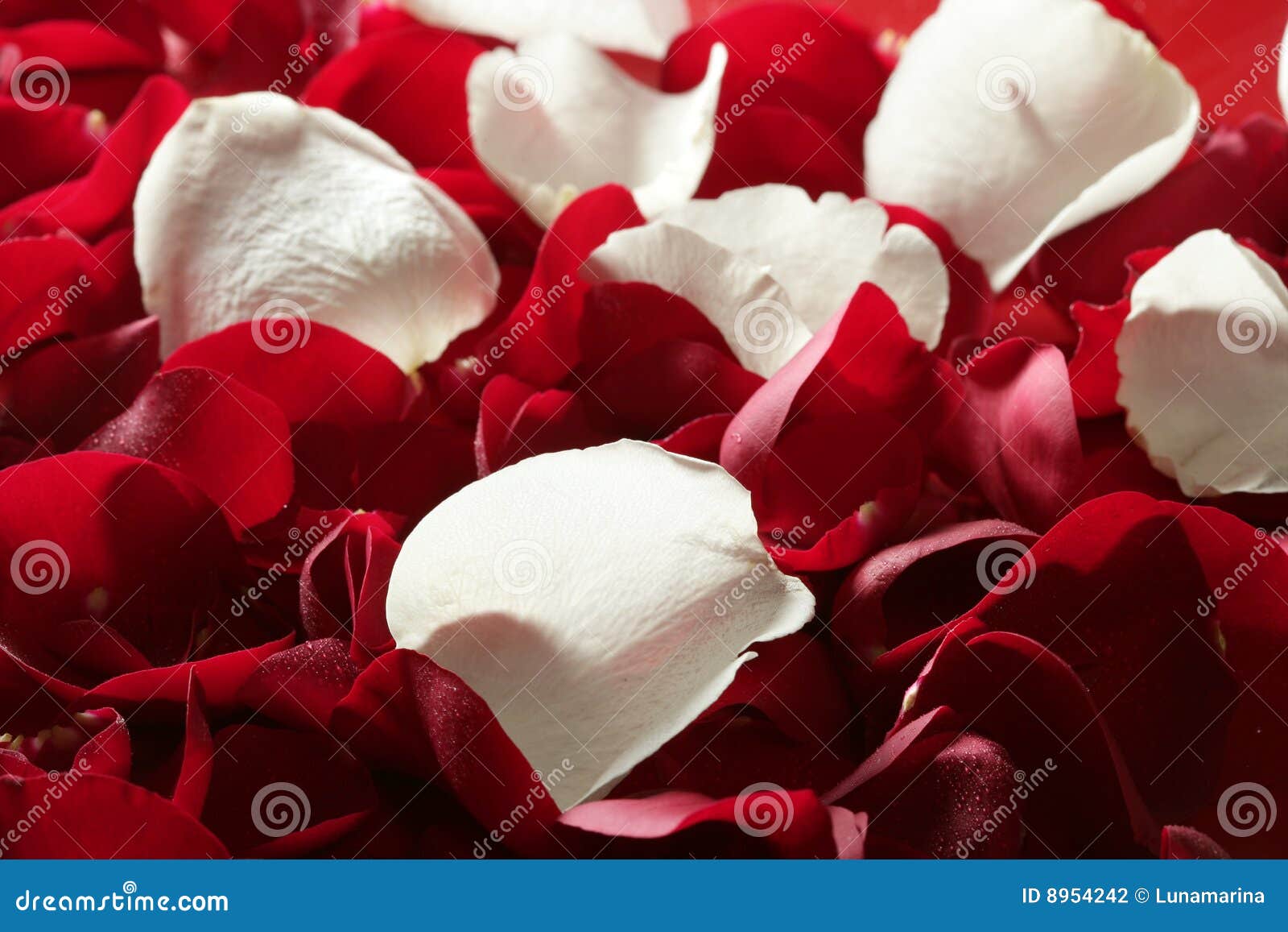 Colorful Rose Petal Pattern Wallpaper Texture Stock Photo - Image of ...