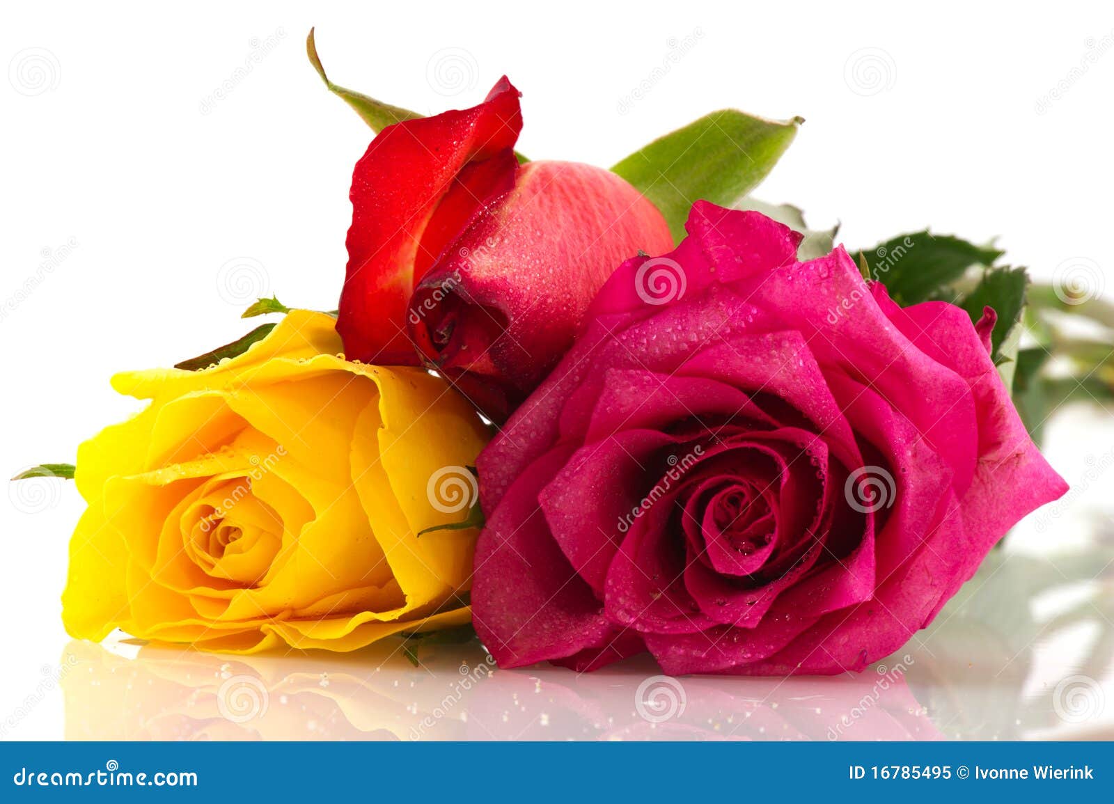 Colorful roses stock image. Image of colorful, reflections - 16785495