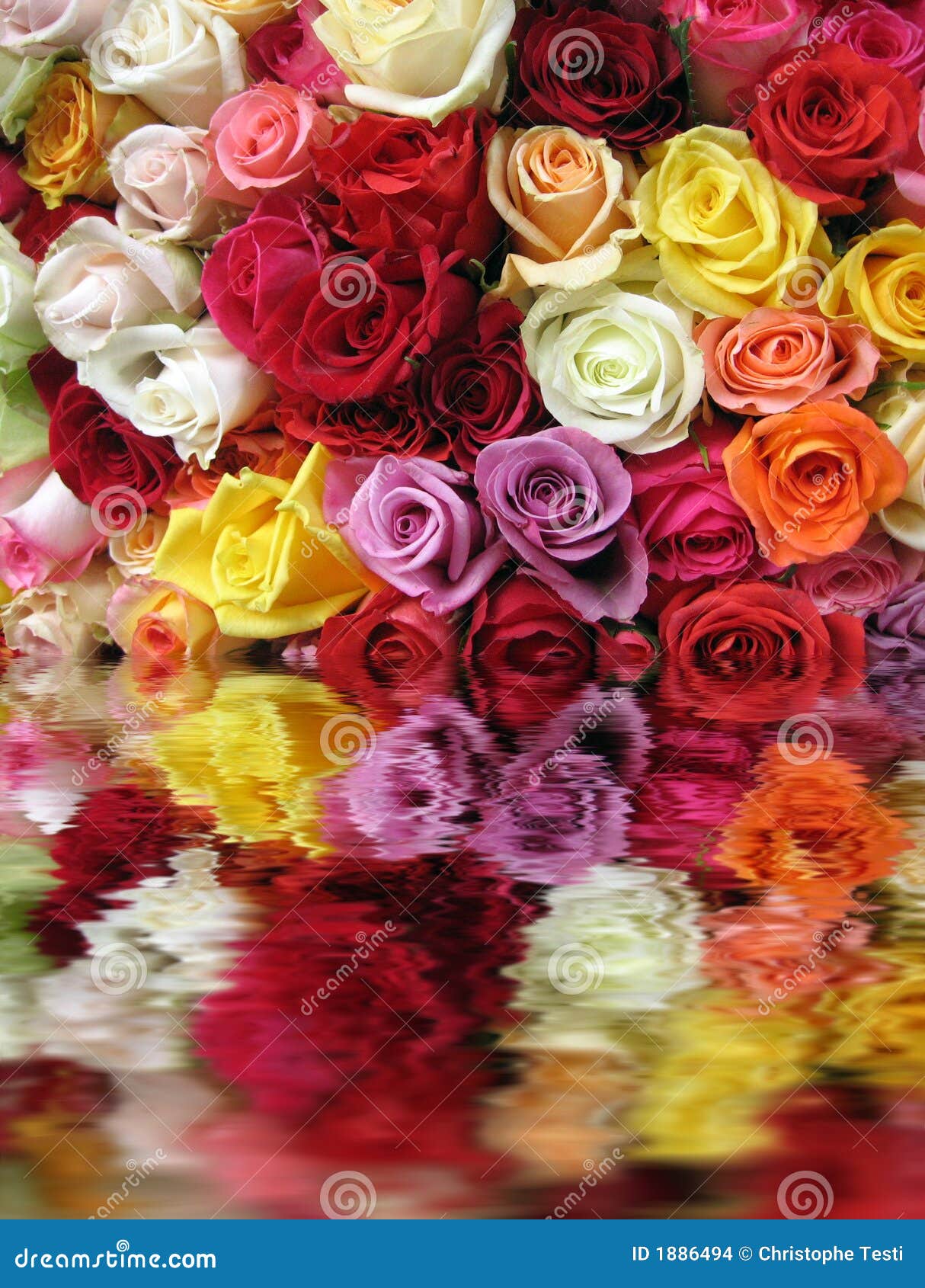 Colorful Roses stock photo. Image of beauty, bouquet, curve - 1886494