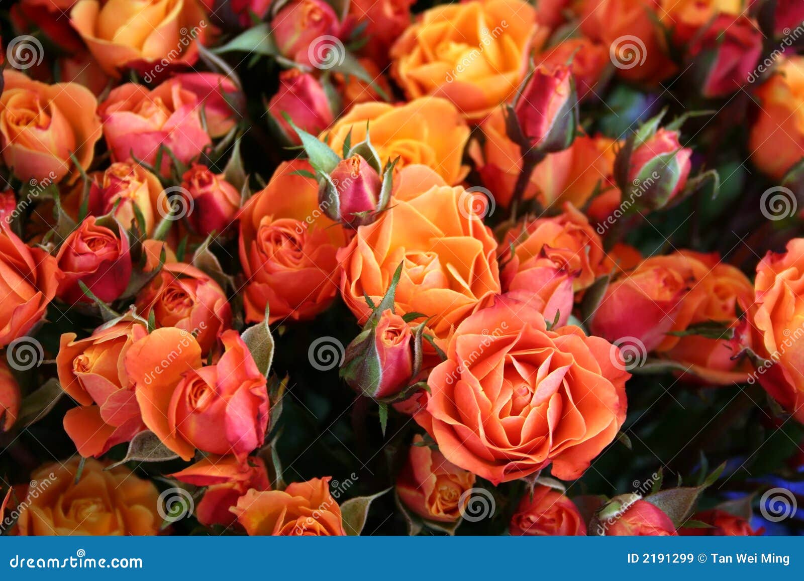 Colorful Roses stock image. Image of floral, bouquet, backdrop - 2191299