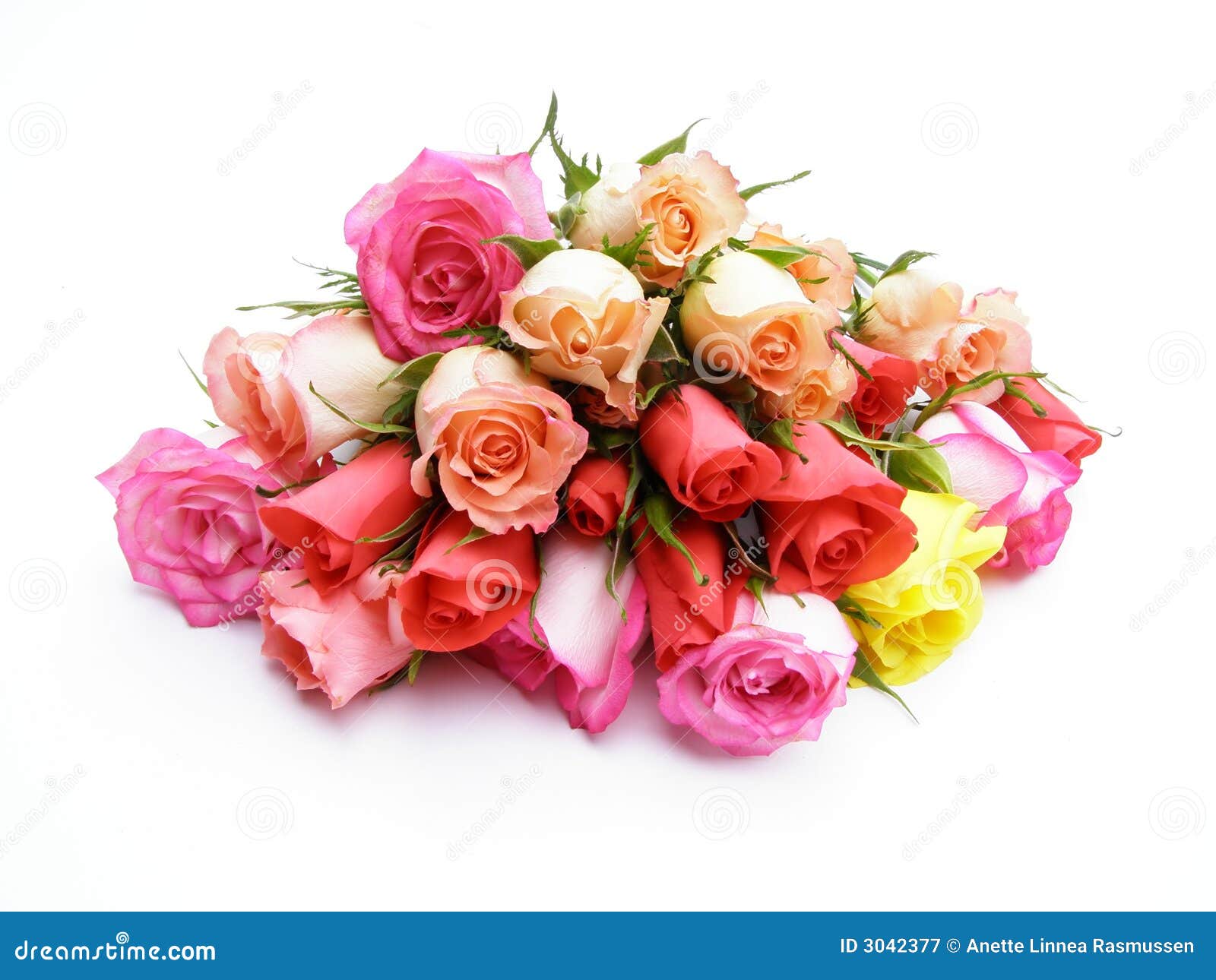 Colorful roses stock image. Image of plant, flora, bloom - 3042377