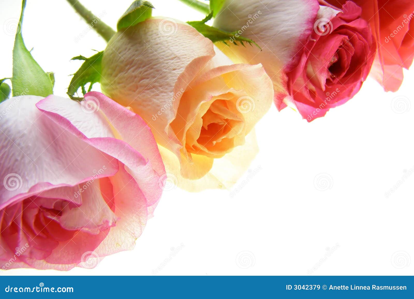 Colorful roses stock image. Image of plant, inside, summer - 3042379