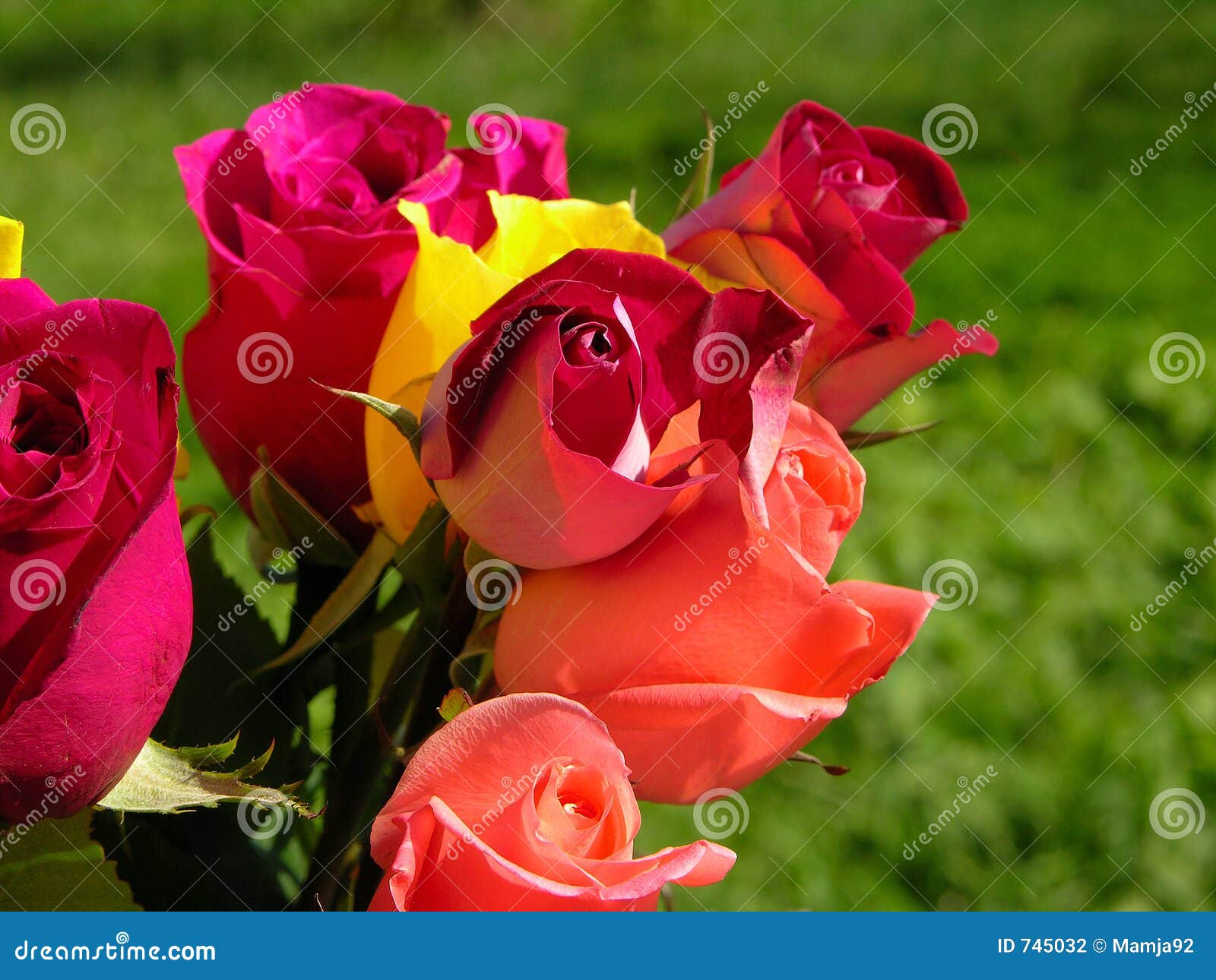 Colorful Roses stock photo. Image of green, leaf, close - 745032