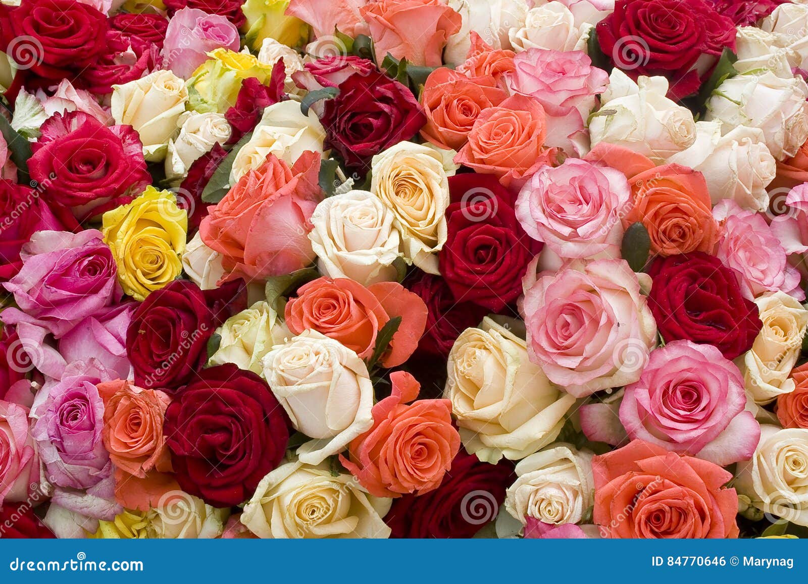 Colorful roses background stock photo. Image of present - 84770646