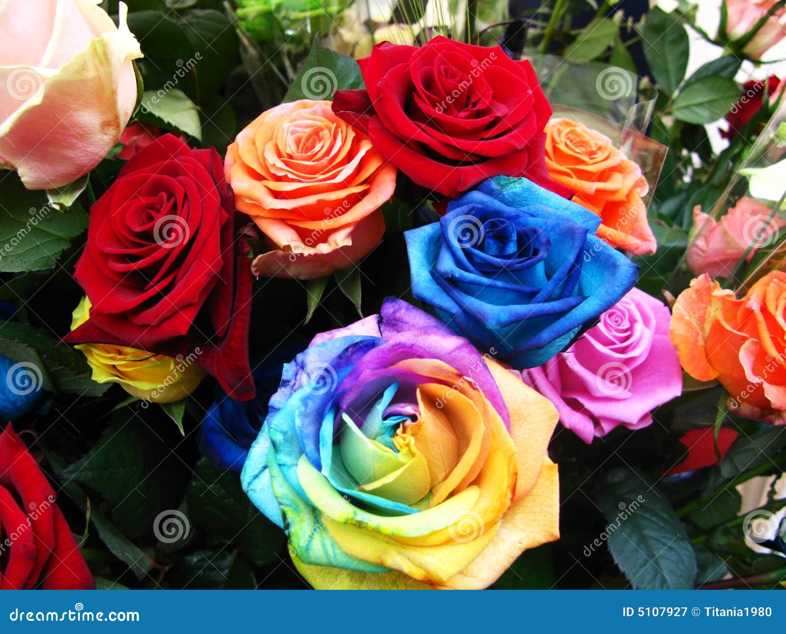 Beautiful Bright Colored Roses