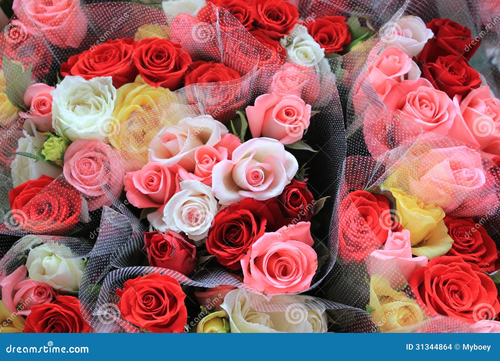Colorful Roses stock photo. Image of present, roses, symbolize - 31344864