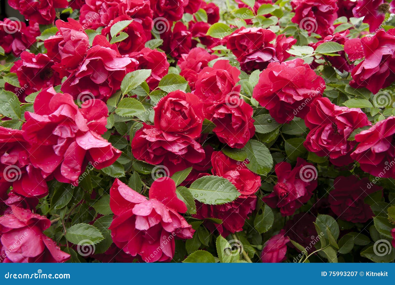 Colorful roses in a garden stock image. Image of spring - 75993207