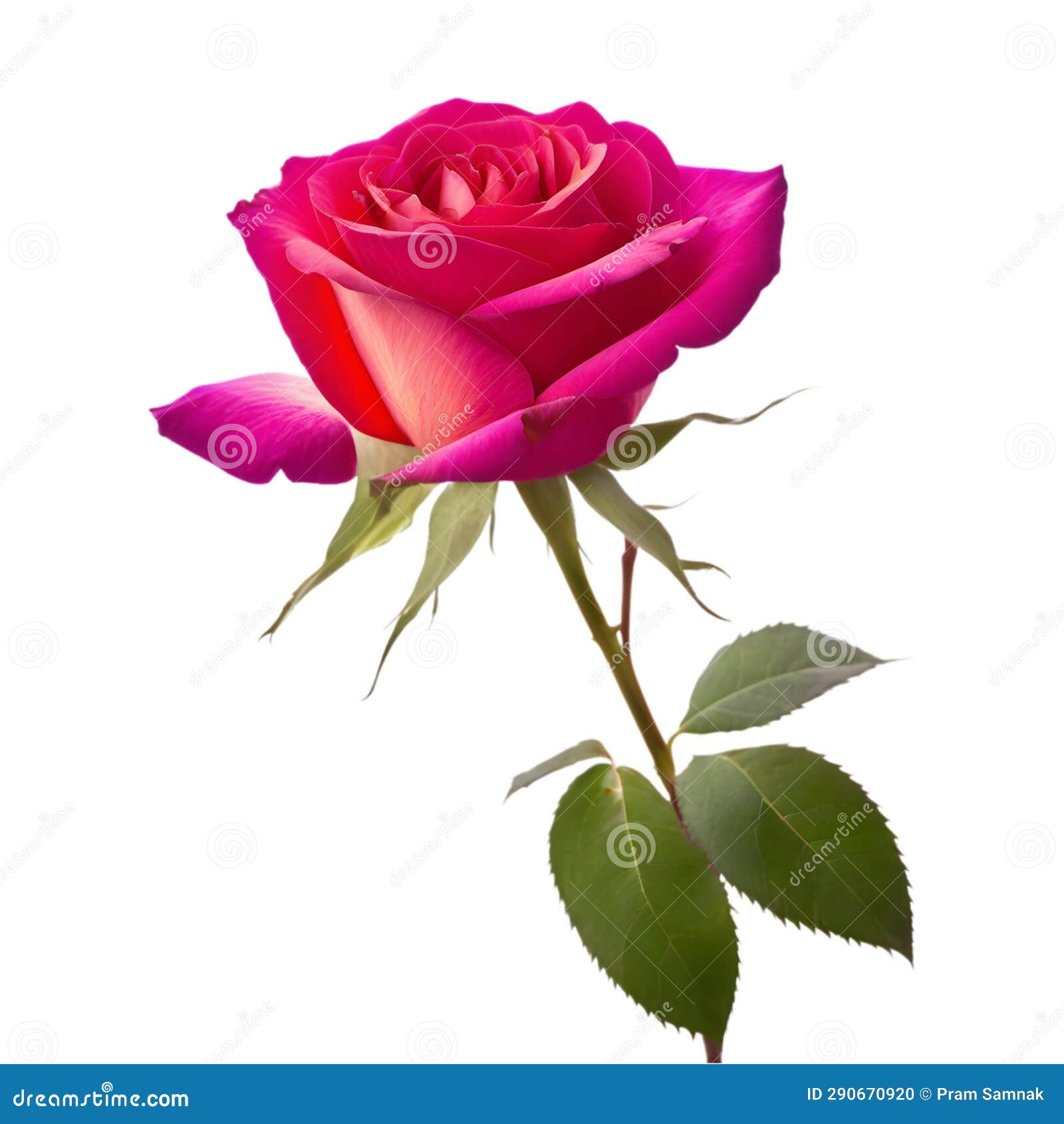 Colorful Roses On Its Stem With A White Background. AI-Generated. Stock ...