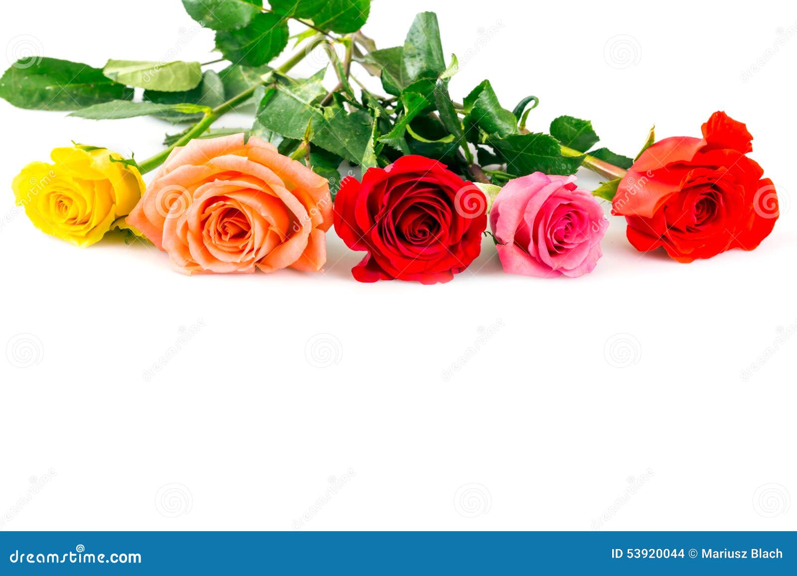 Row With Colorful Roses Stock Image | CartoonDealer.com #11712985
