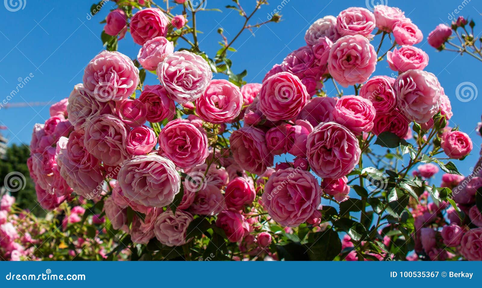 Colorful Roses in a Rose Garden Stock Image - Image of gift, petal ...