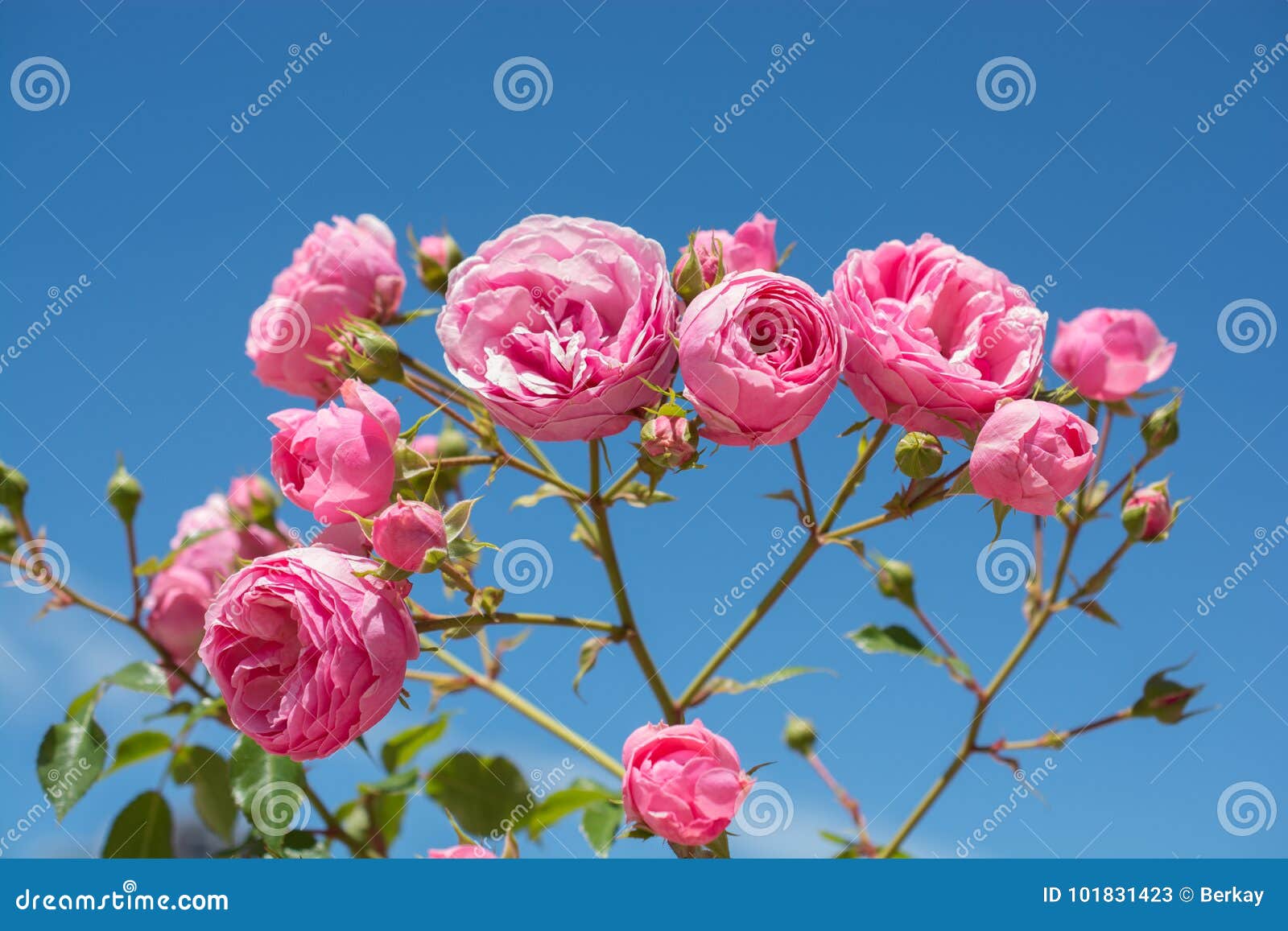 Colorful Roses in a Rose Garden Stock Image - Image of bloom, rose ...