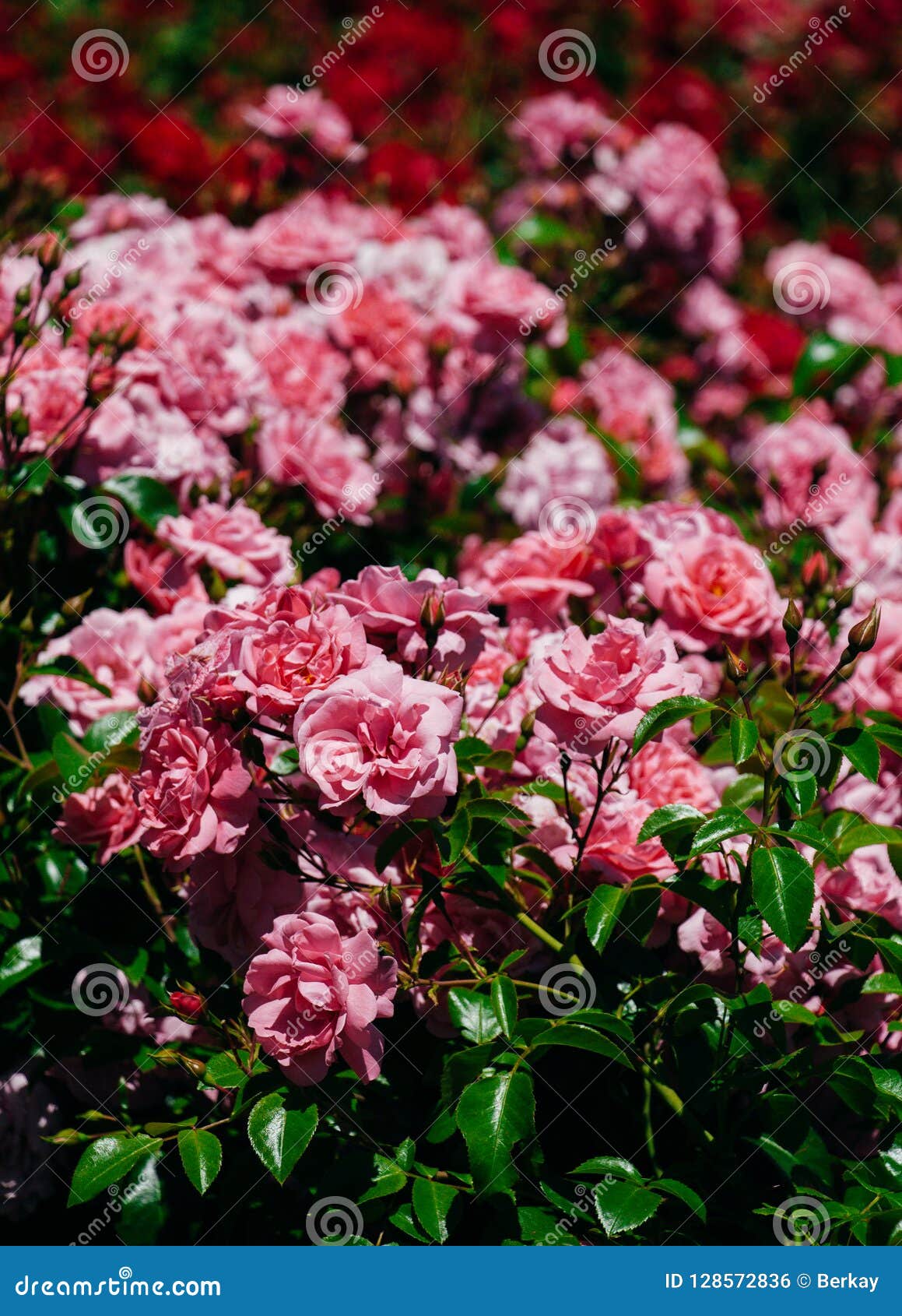 Colorful Roses in a Rose Garden Stock Photo - Image of floral, roses ...